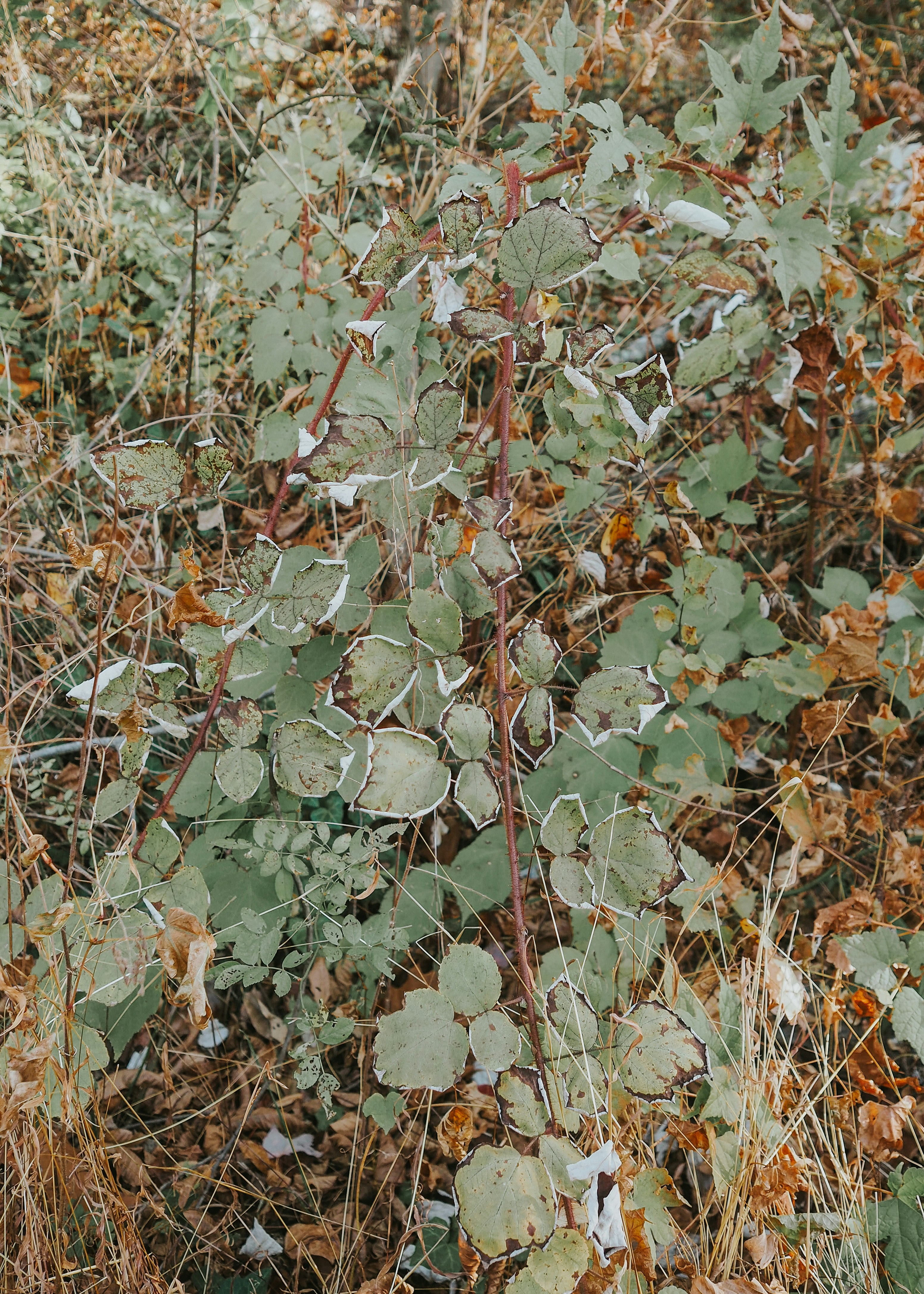 Frost-Trimmed Green Veil: An Autumn Understory in a Dense Thicket