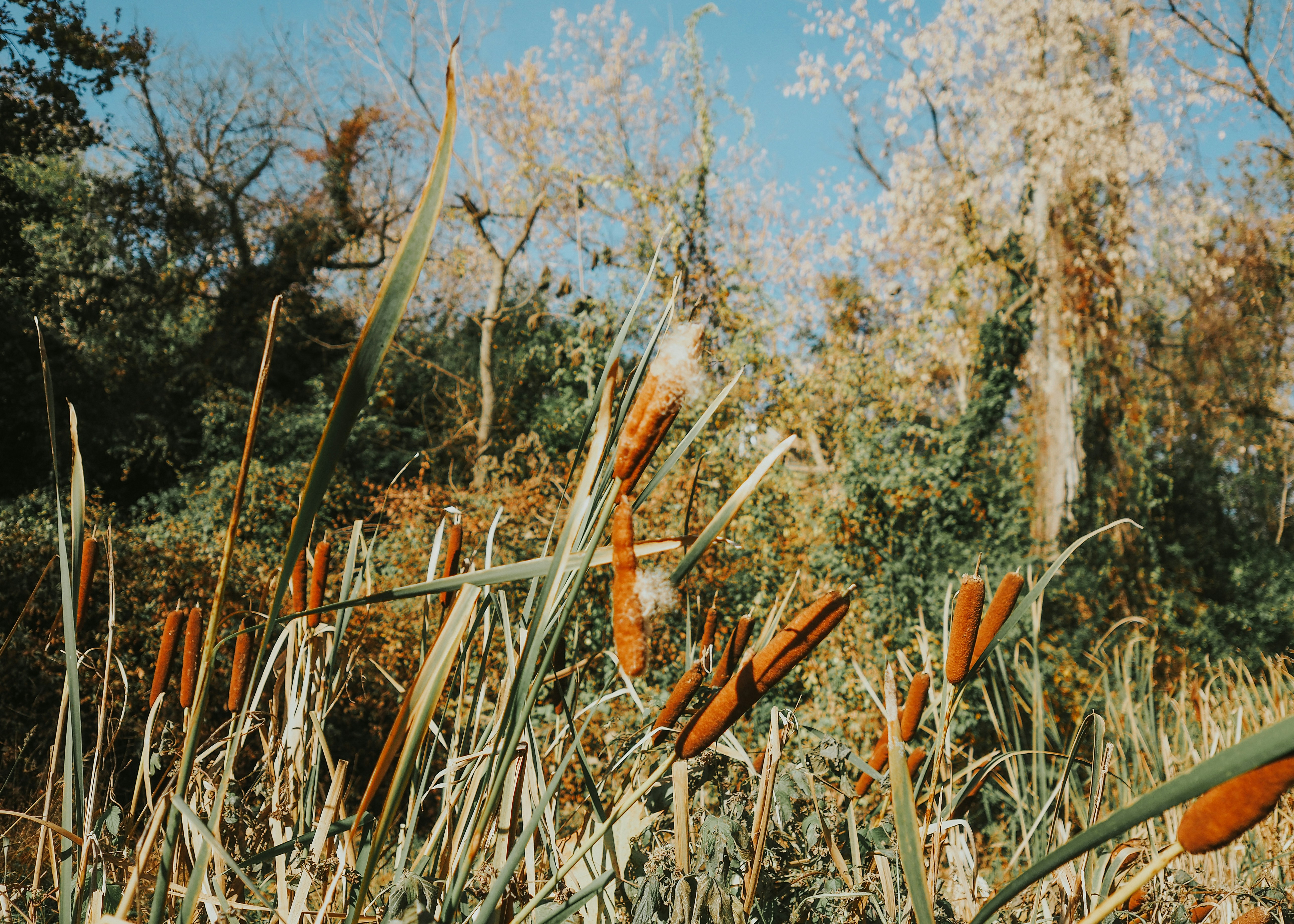 Biome Pictures | Download Free Images on Unsplash