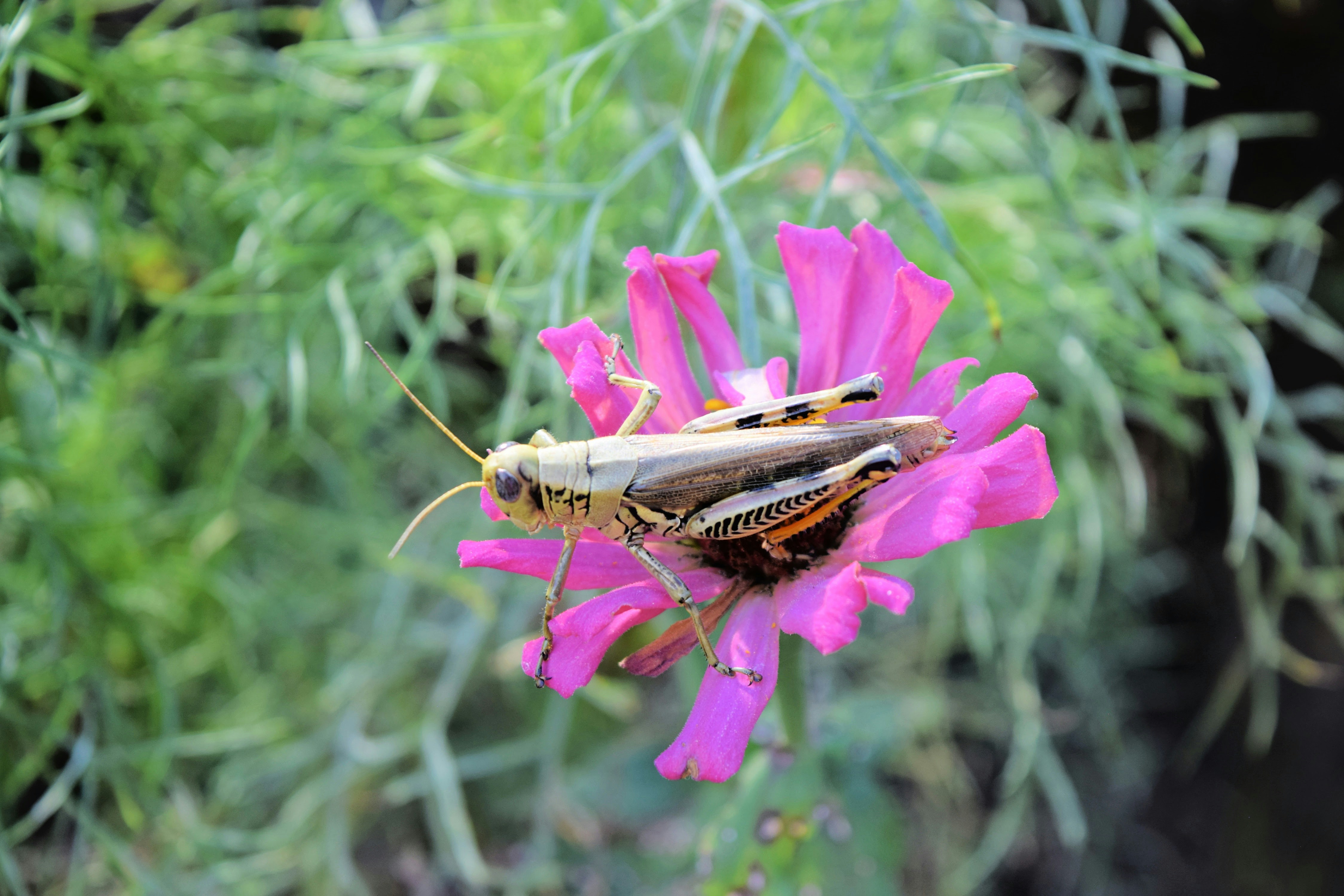 A close up of a bug on a flower photo – Free Columbus Image on Unsplash