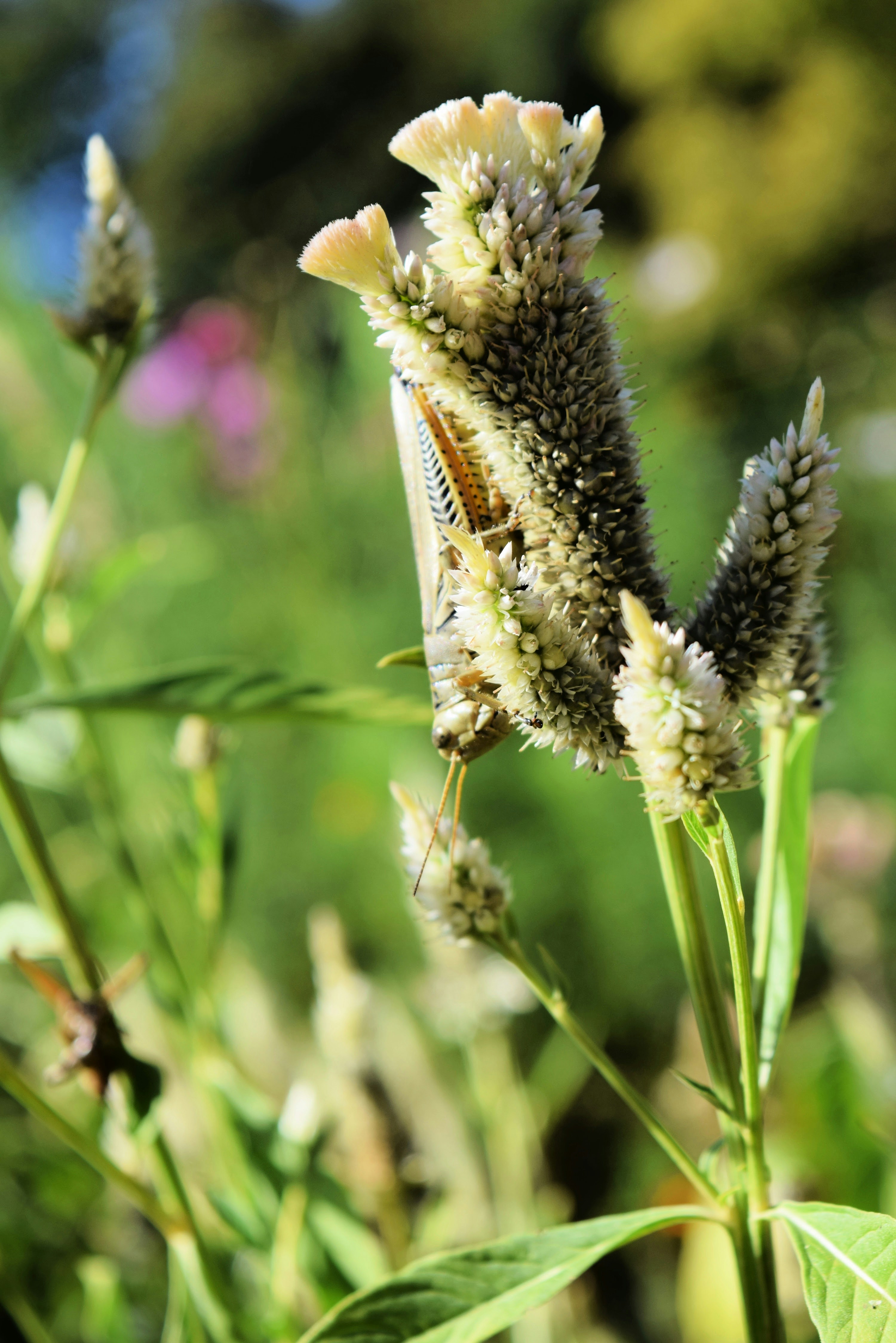 Imágenes de Grillo En Flor | Descarga imágenes gratuitas en Unsplash