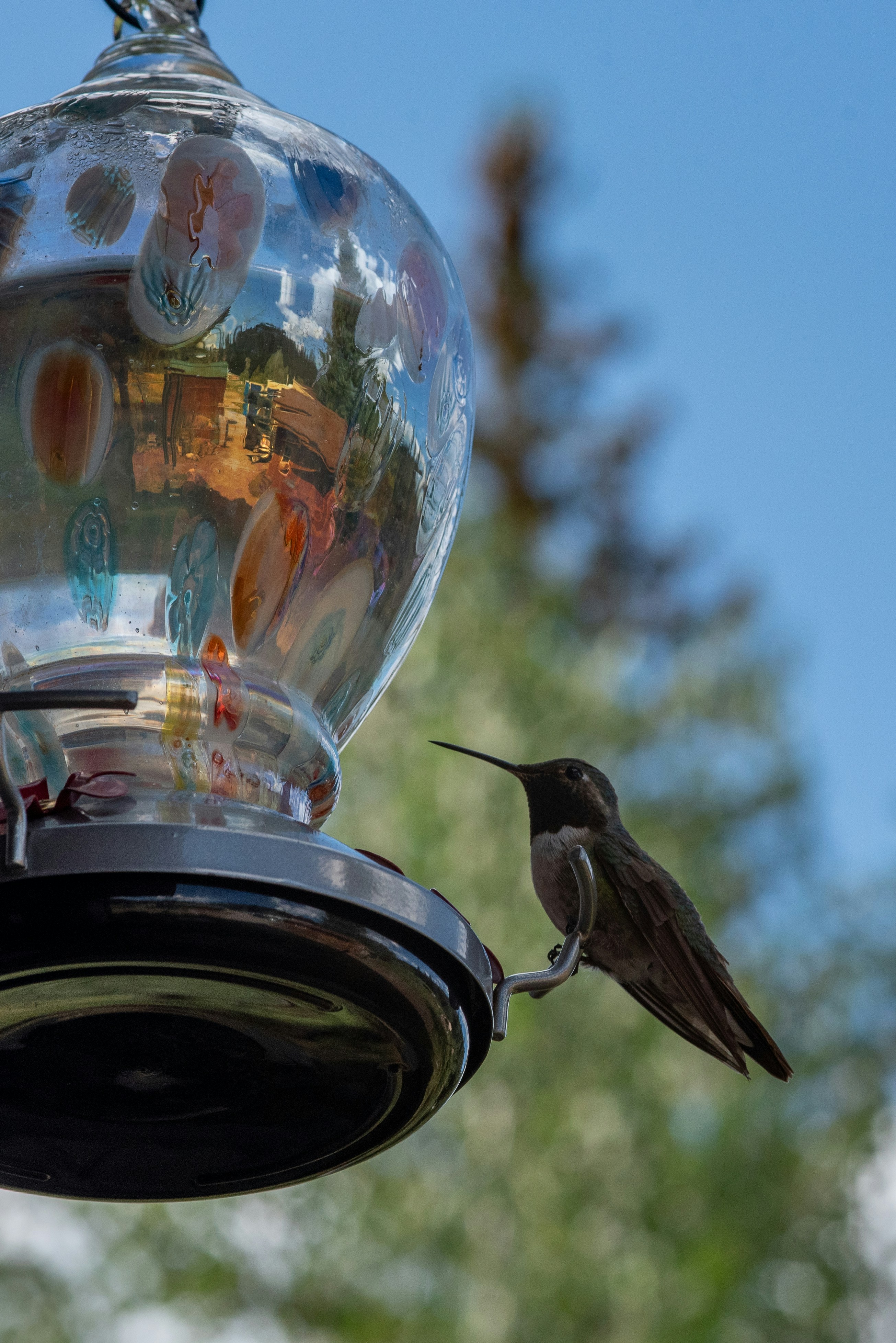 Hummingbird at the Glass Lantern: a delicate hover by dusk