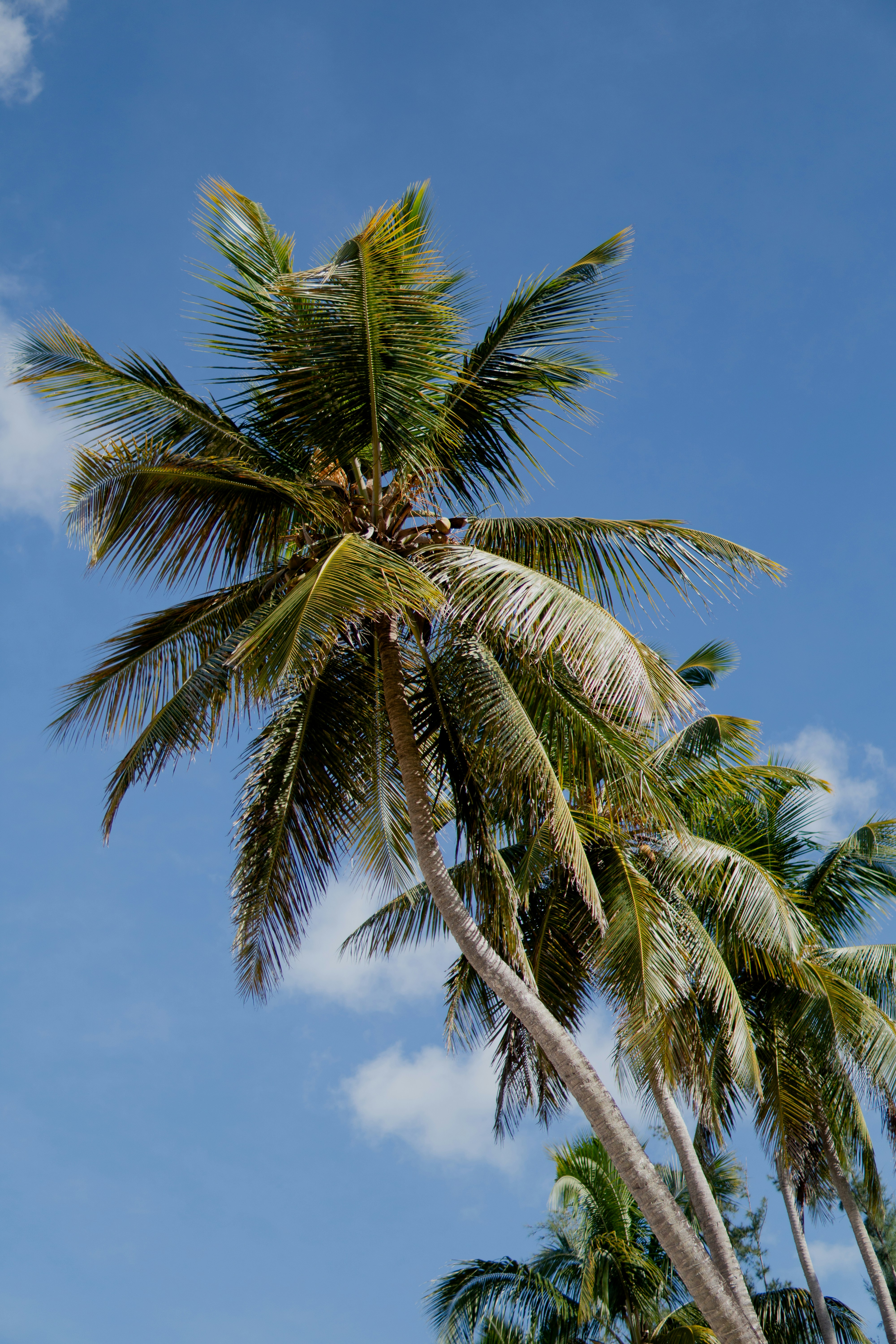 A palm tree with a blue sky in the background photo – Free Summer Image ...