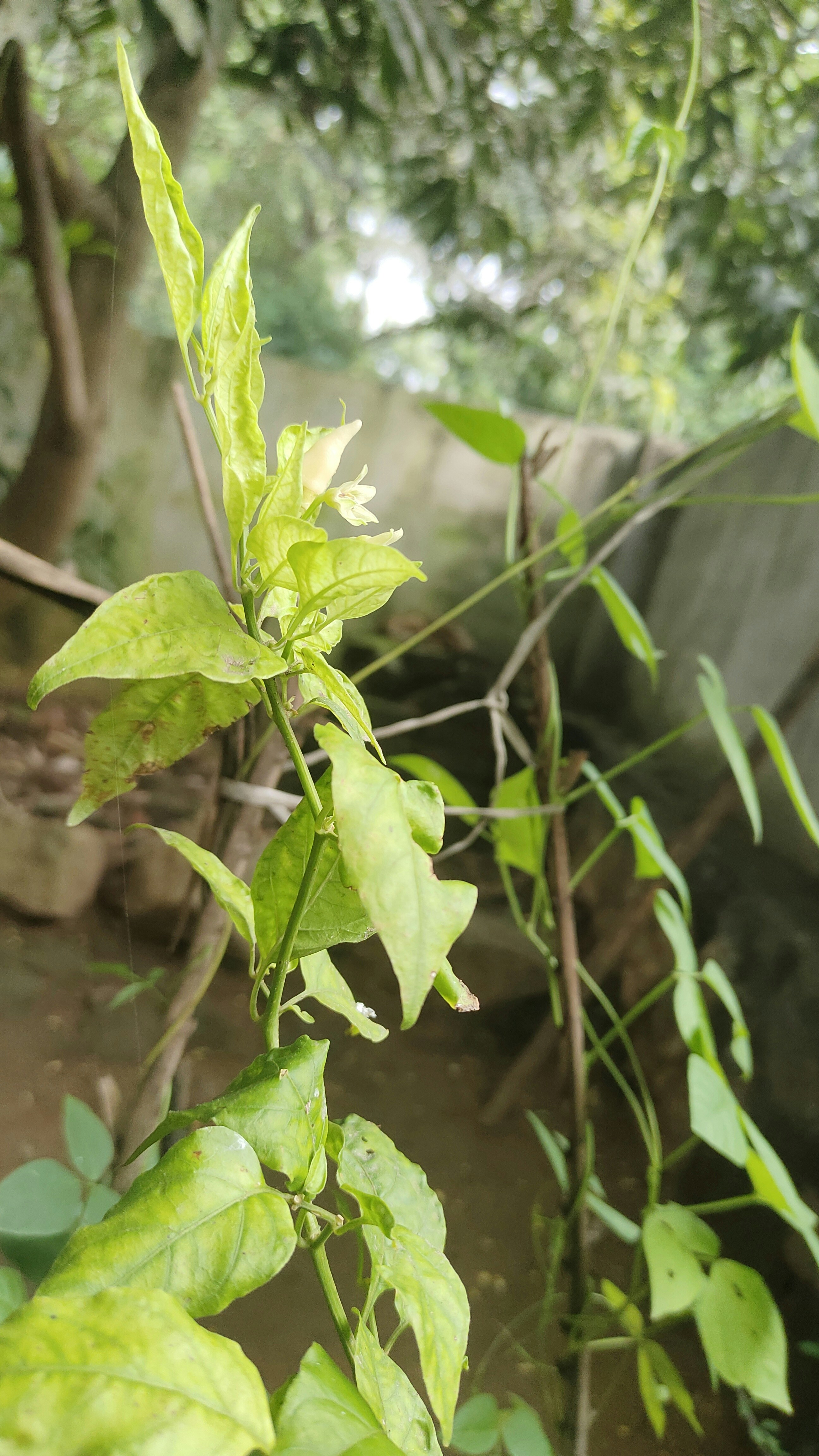 Close-up photograph of a green vine with leaves winding upward, set against a softly blurred garden background.