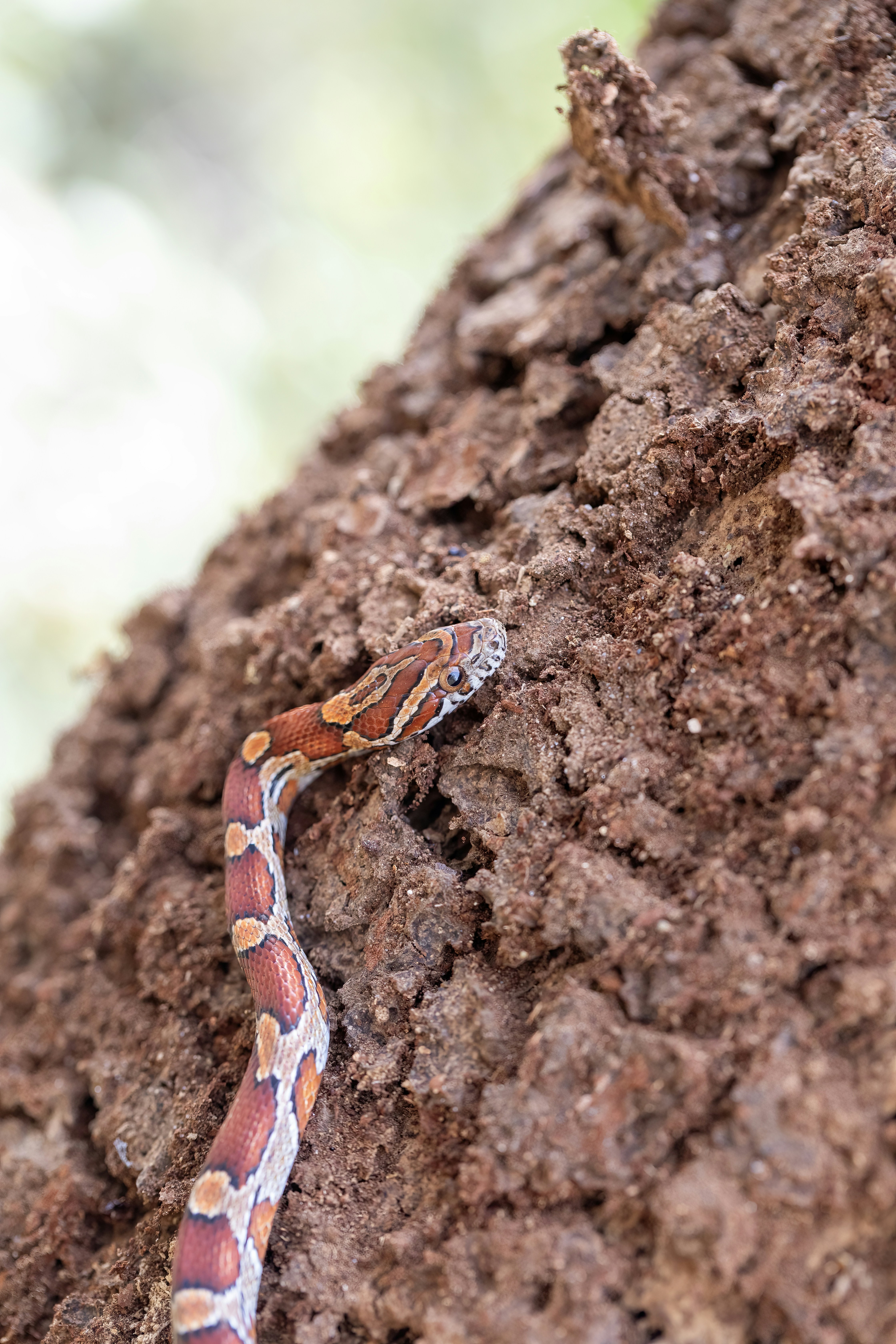 Photo by Richard Stovall with Canon EOS 5D Mark IV