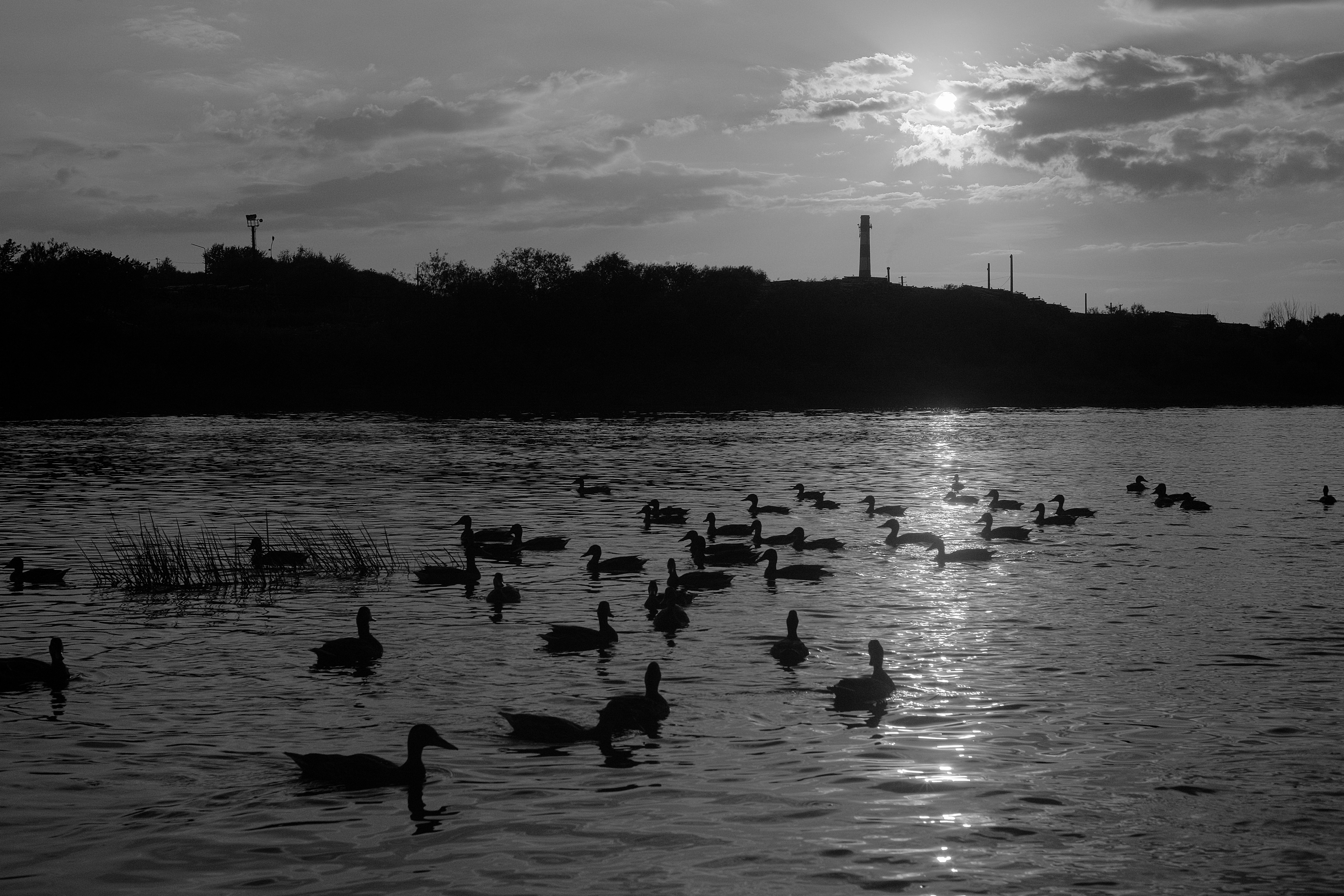 Last Light over the Lake: Silhouetted Ducks at Sunset
