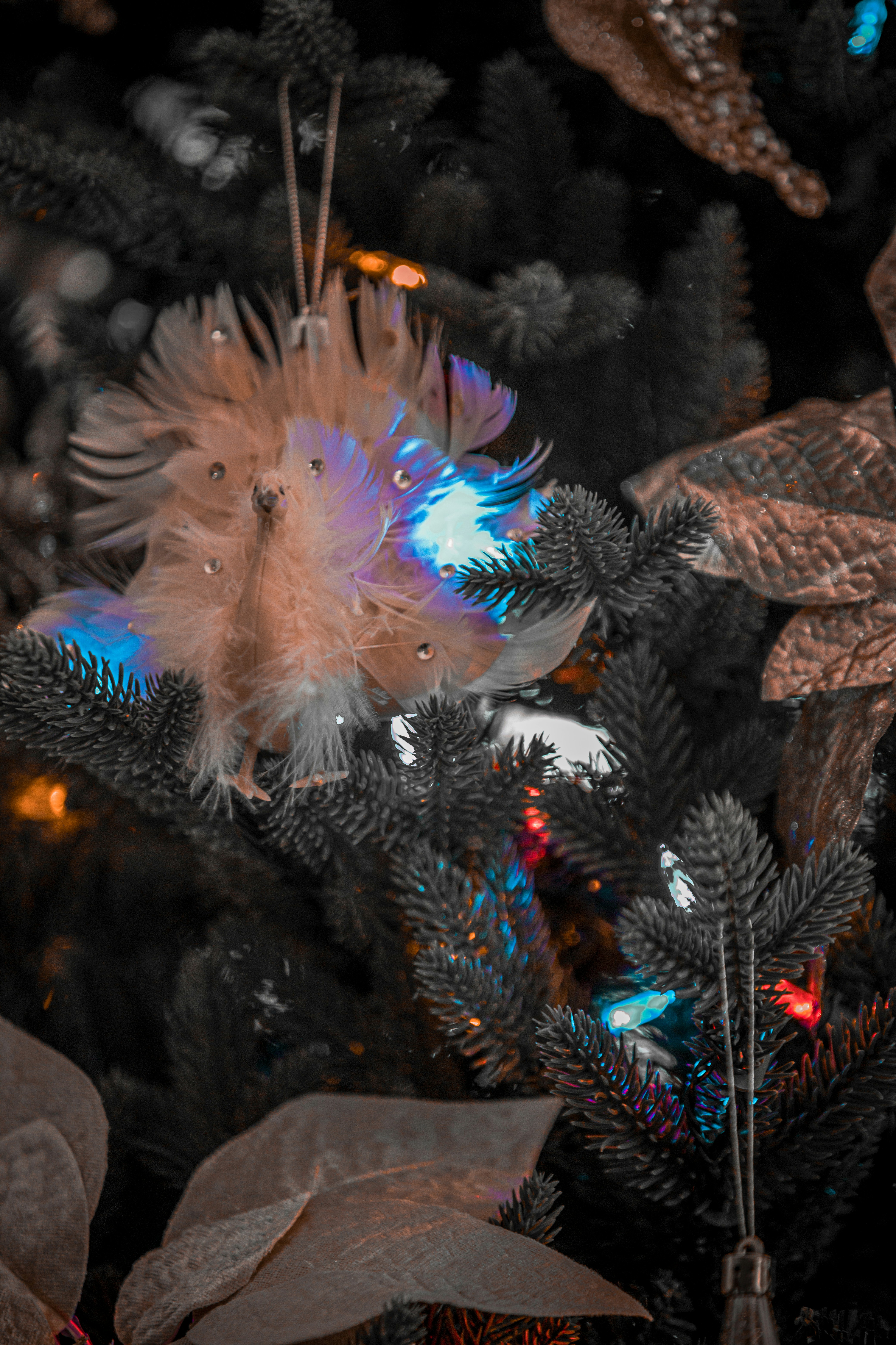 Iridescent Feather Ornament Illuminates a Dark Christmas Pine