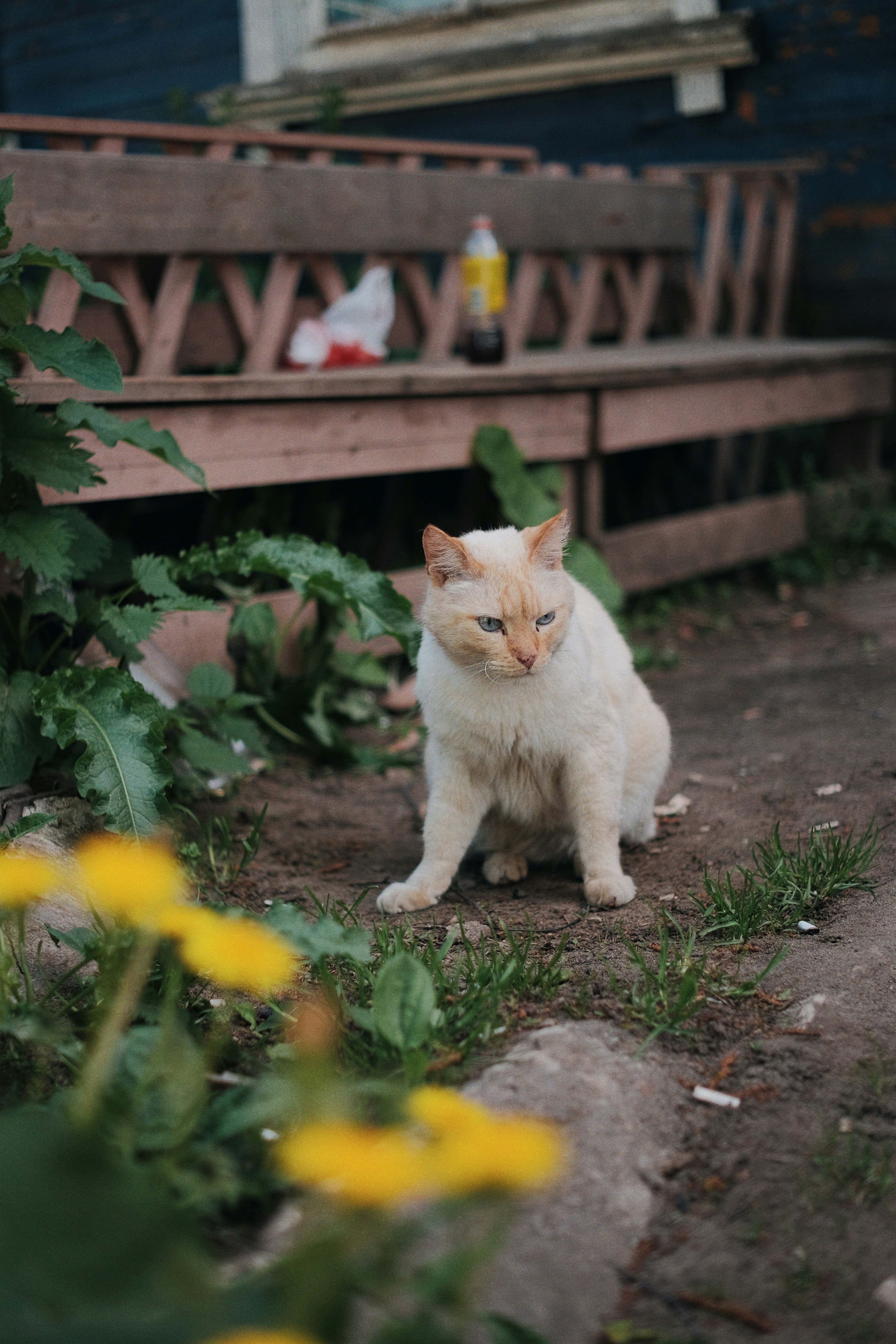 Cream Cat on a Weathered Deck, Framed by Garden Yellow Blooms
