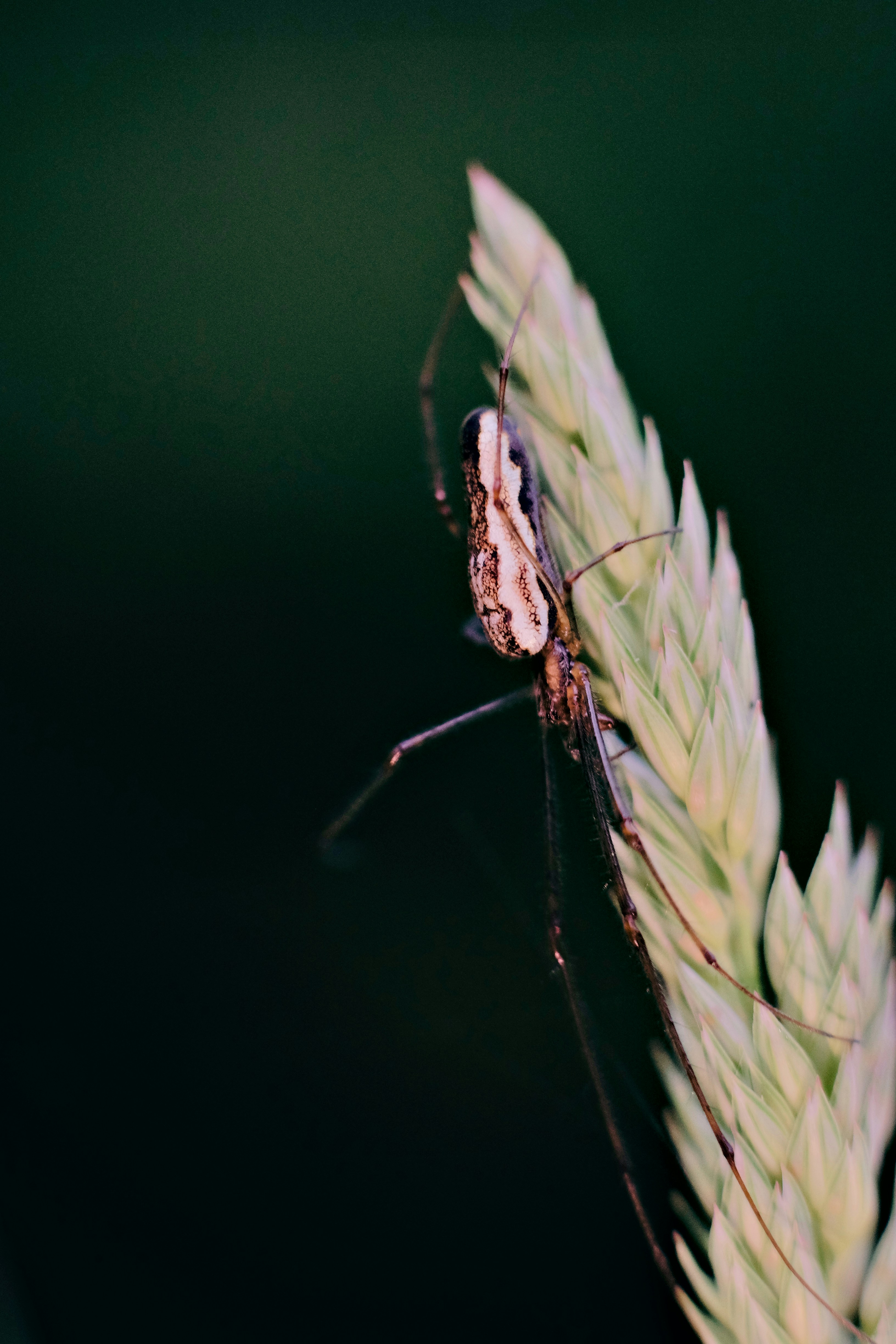 Edge of a Blade: a lace-like insect perched on a seed head