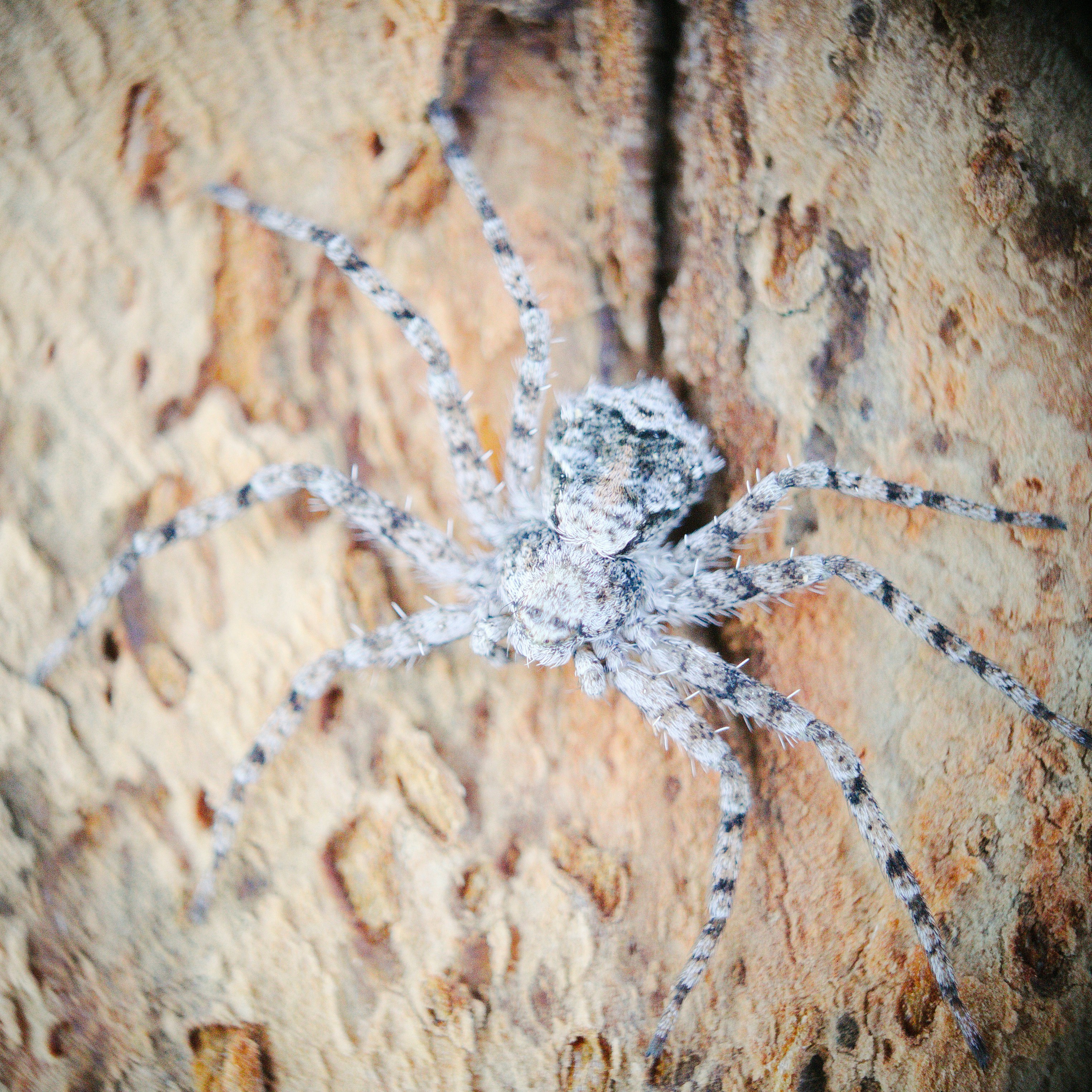 Ghost on the Wall: A Wandering Crab Spider Amid Rough Stone