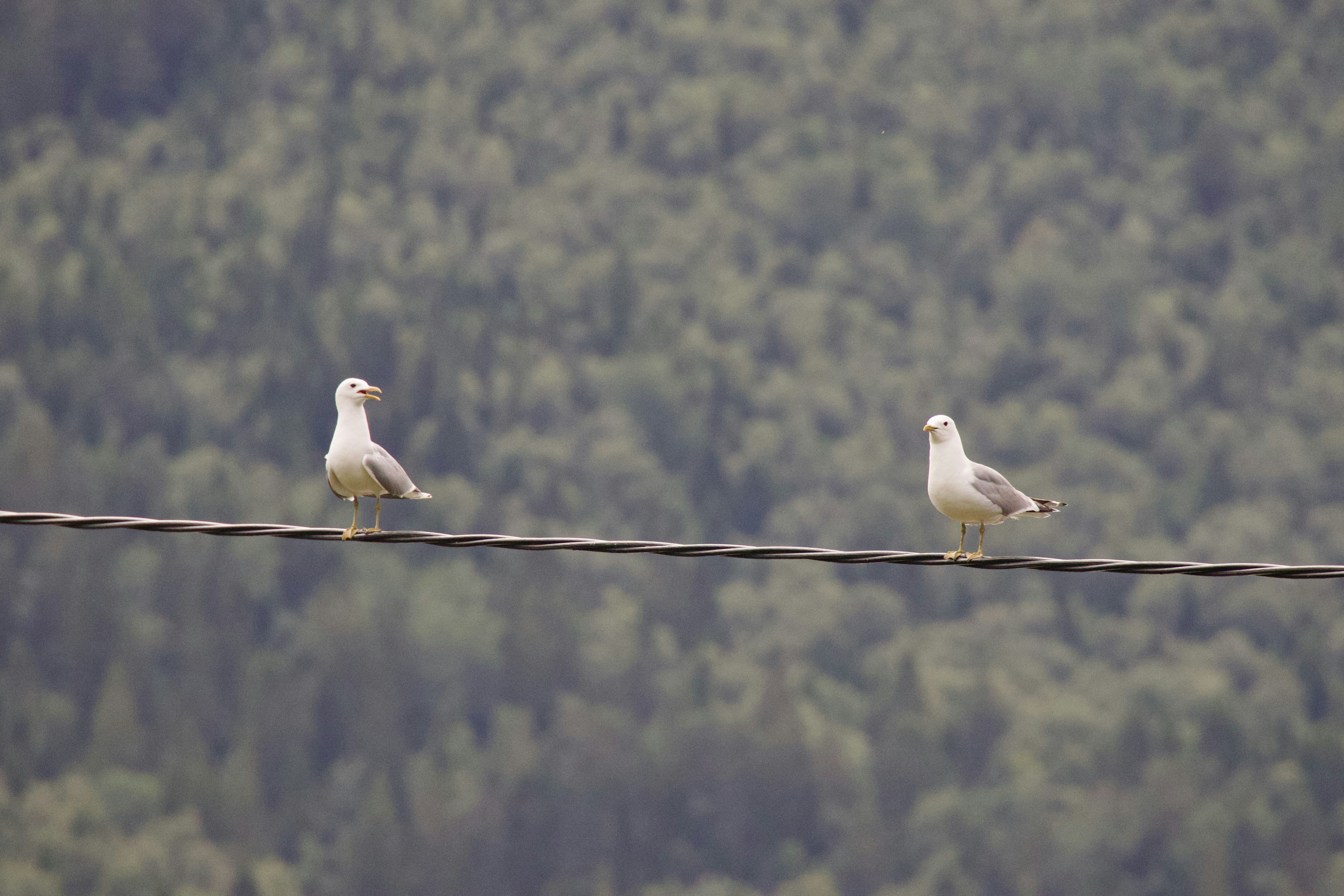 Two Gull Sentinels on a Wire Over a Verdant, Misty Hillside