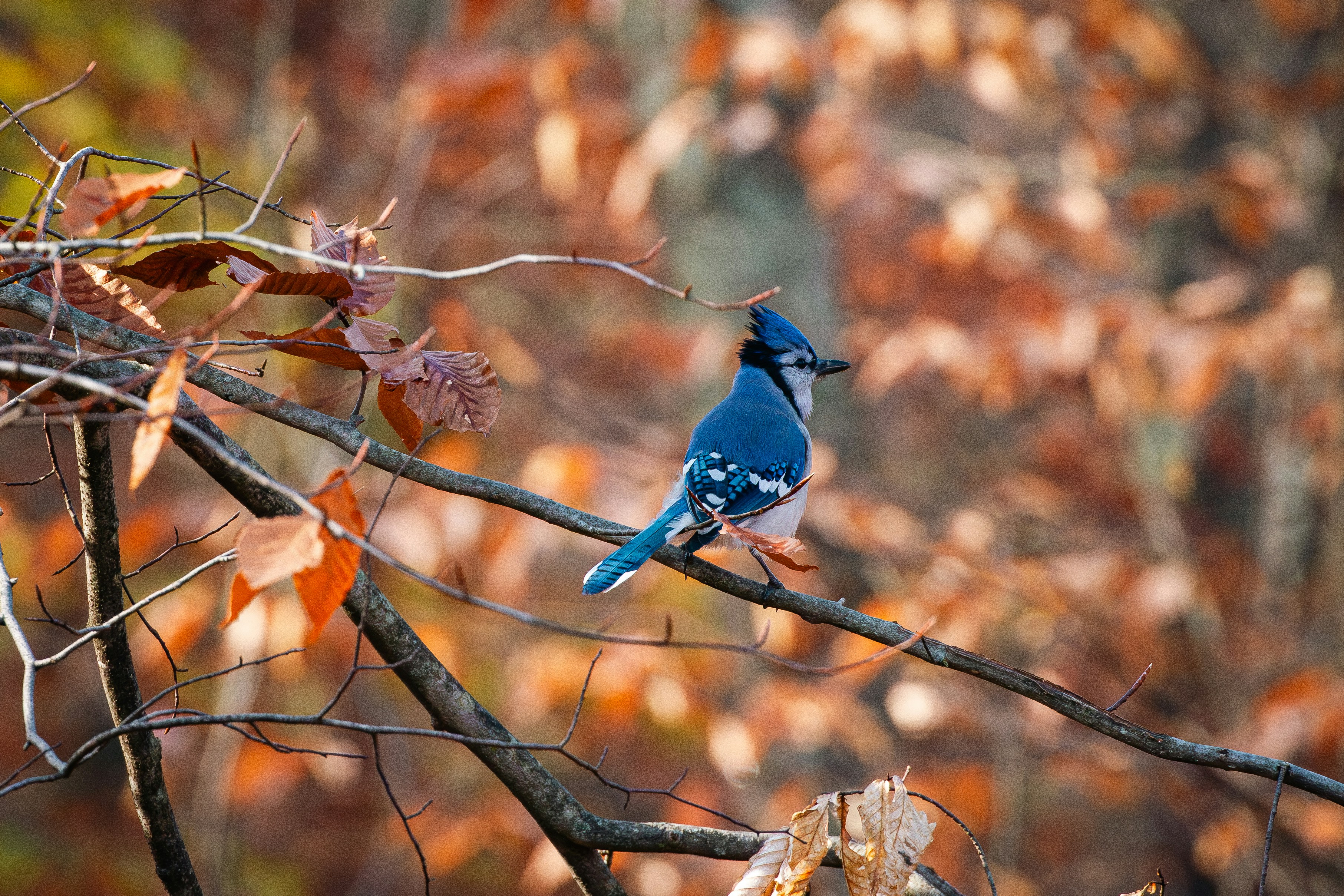 Blue JayJason Krieger