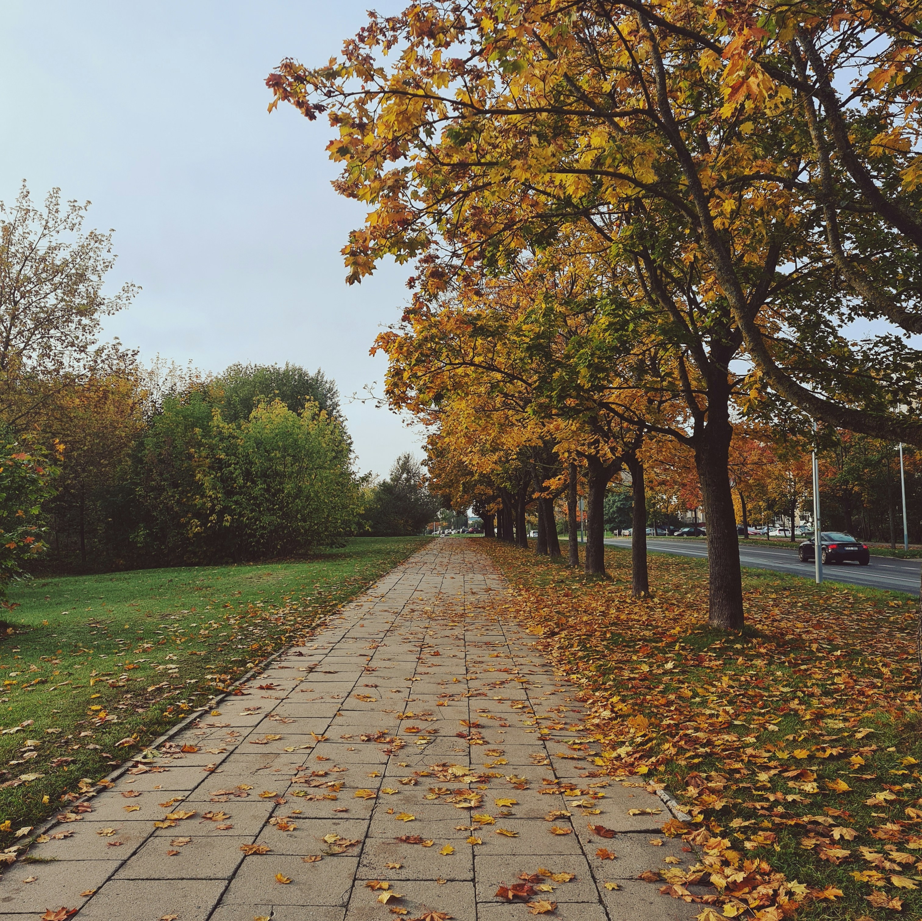 A paved path with lots of leaves on the ground photo – Free Vilnius ...