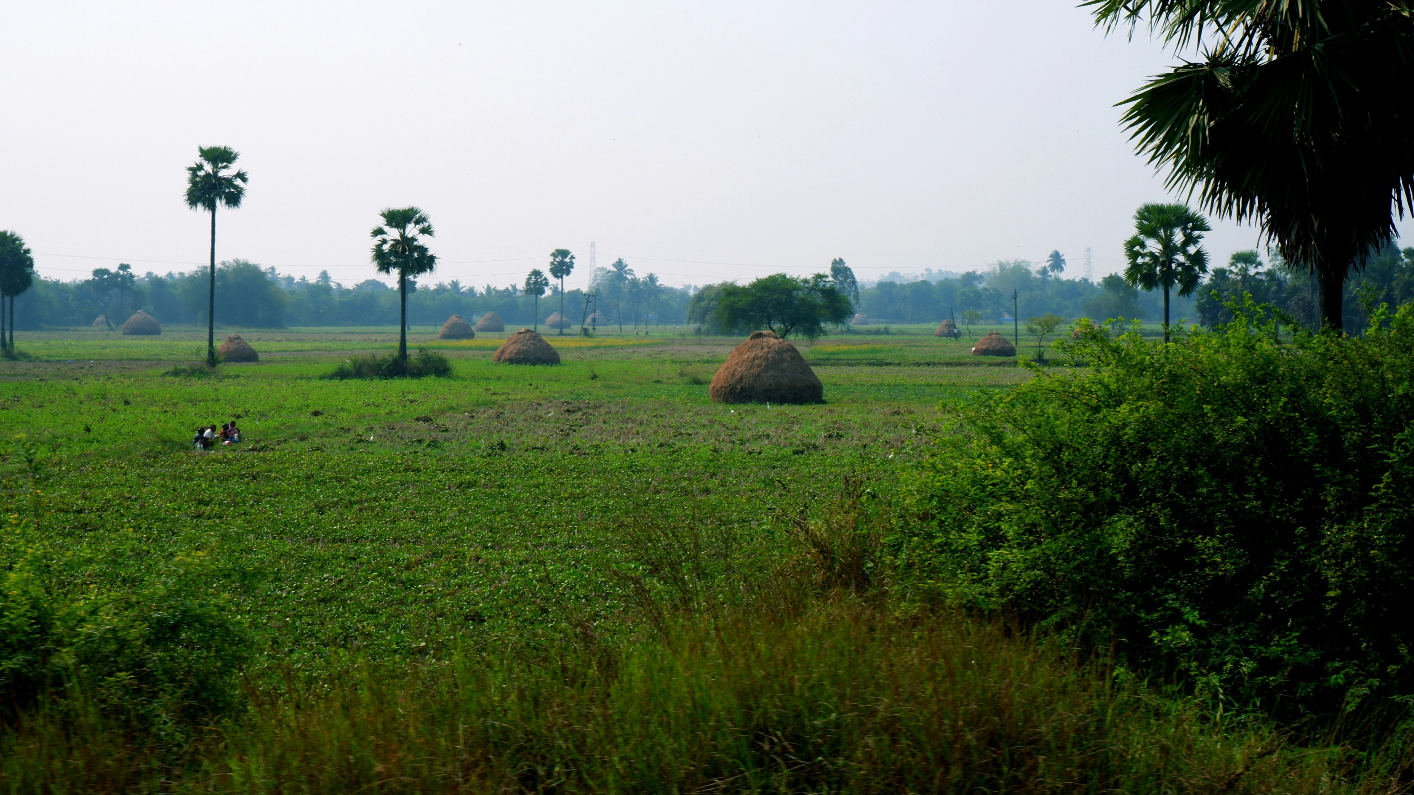 Village Rice Farming in India Countryside