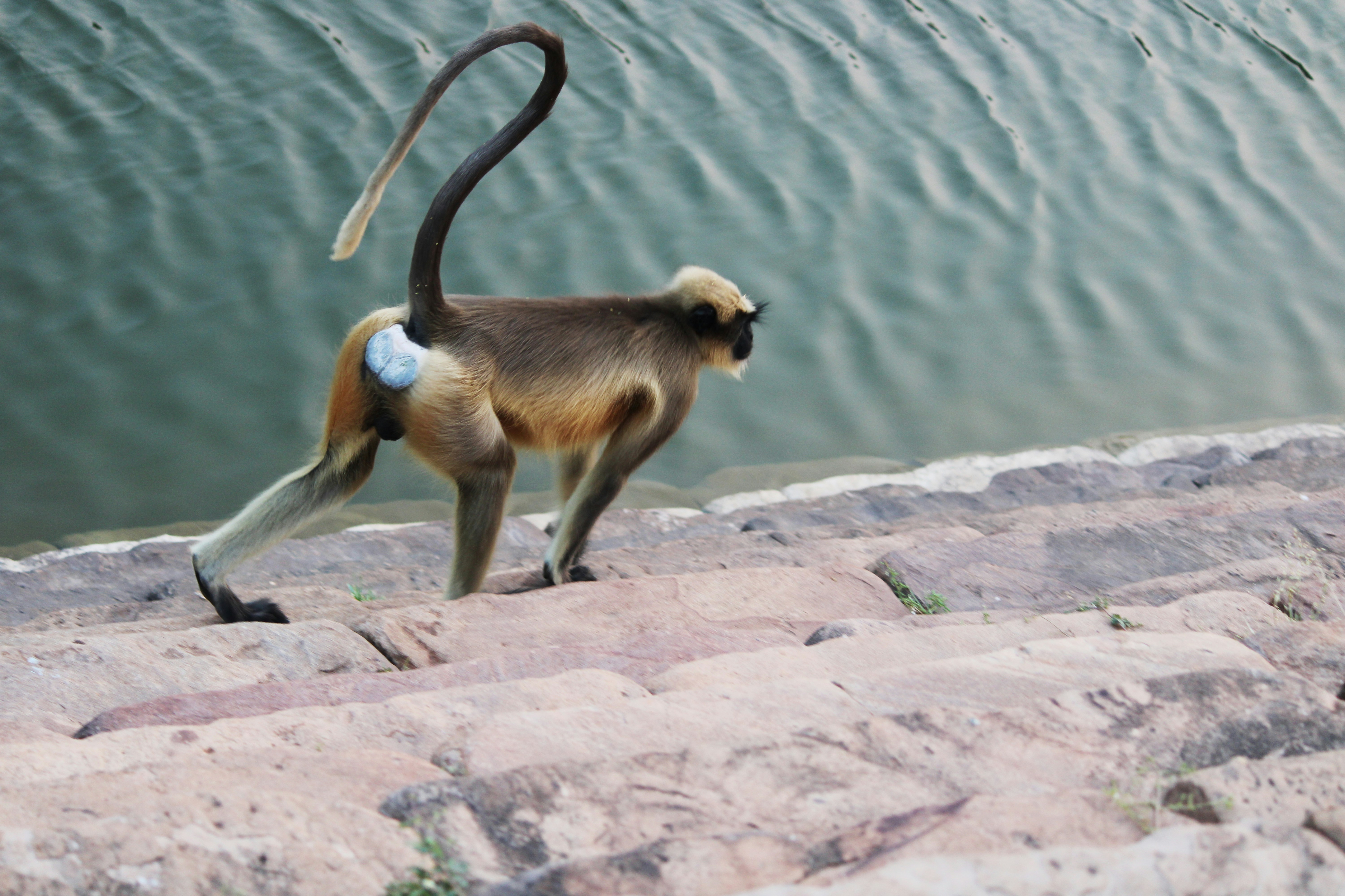 Langur on pink stone steps by a tranquil riverside