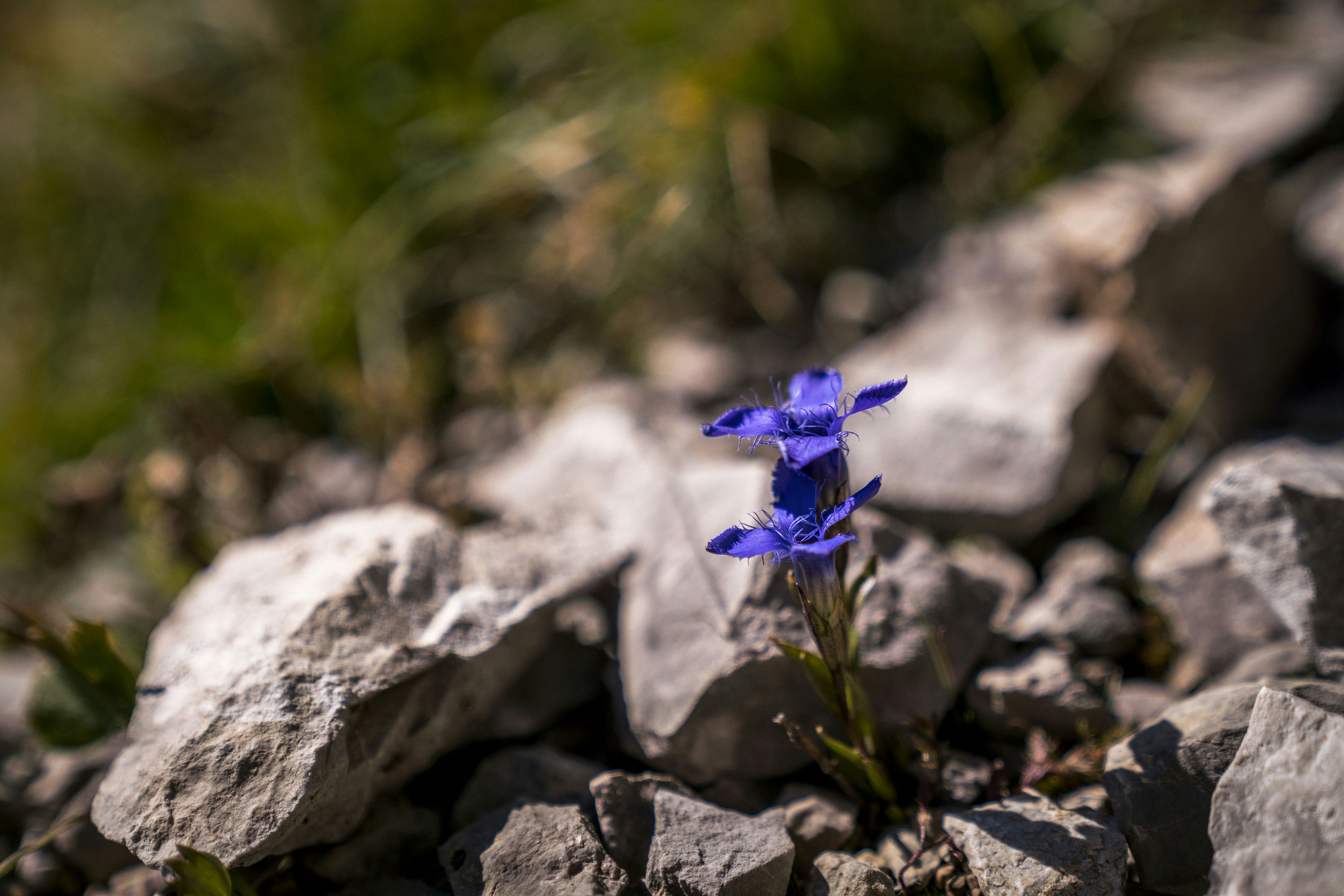 Azure Bloom Rising From Granite