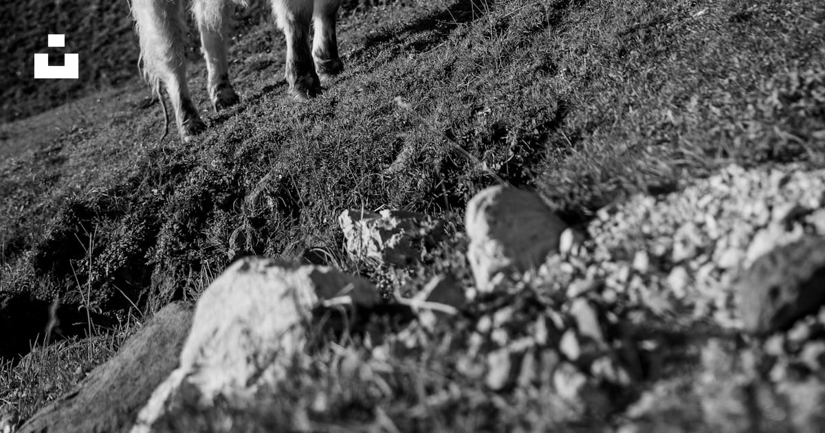 A White Cow Standing On Top Of A Grass Covered Hillside Photo Free Cow Image On Unsplash