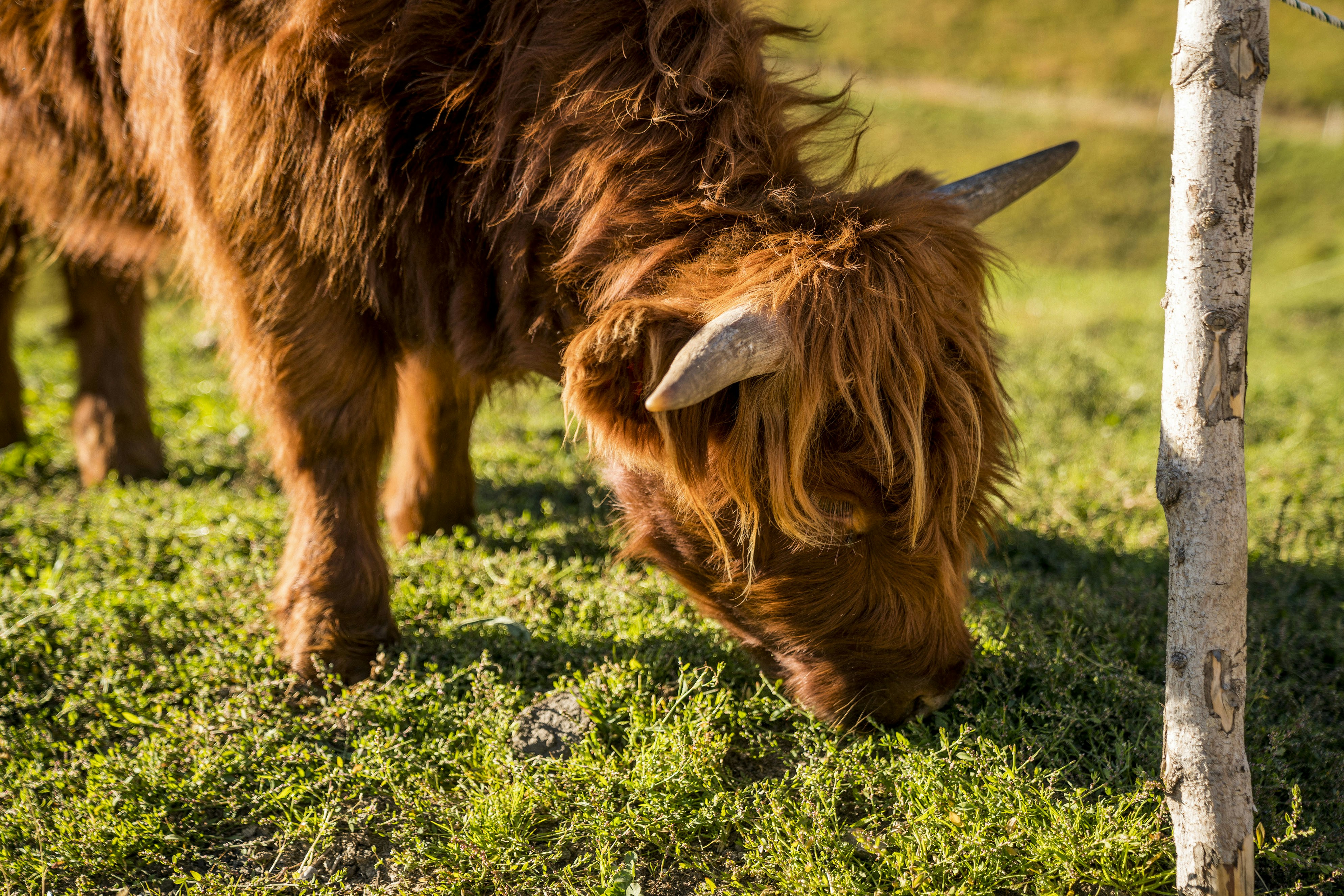 Highland Graze in Golden Light