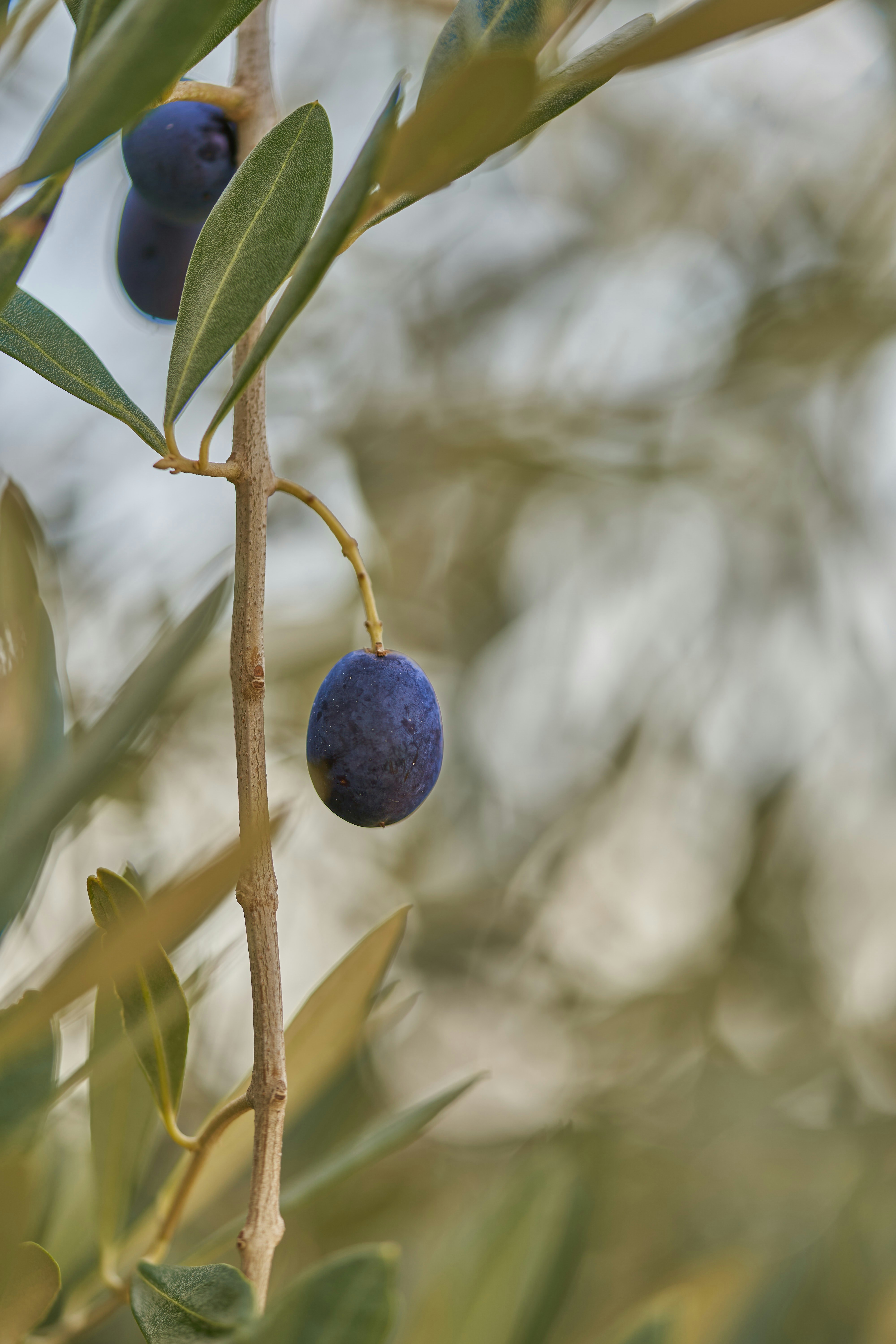 Two olives hanging from a tree branch with leaves photo – Free Food ...