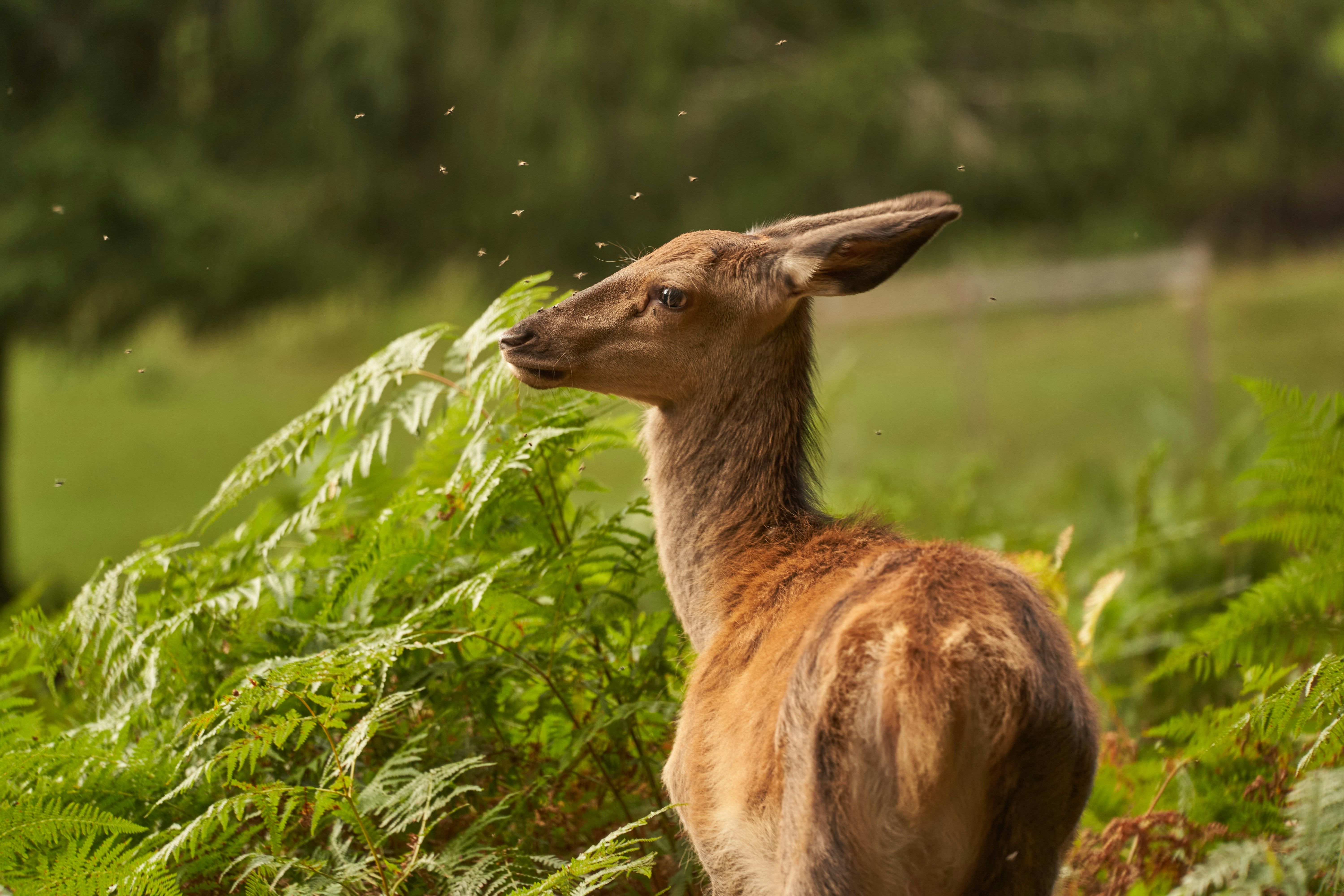 Graceful Red Deer Poster in Fern Wake