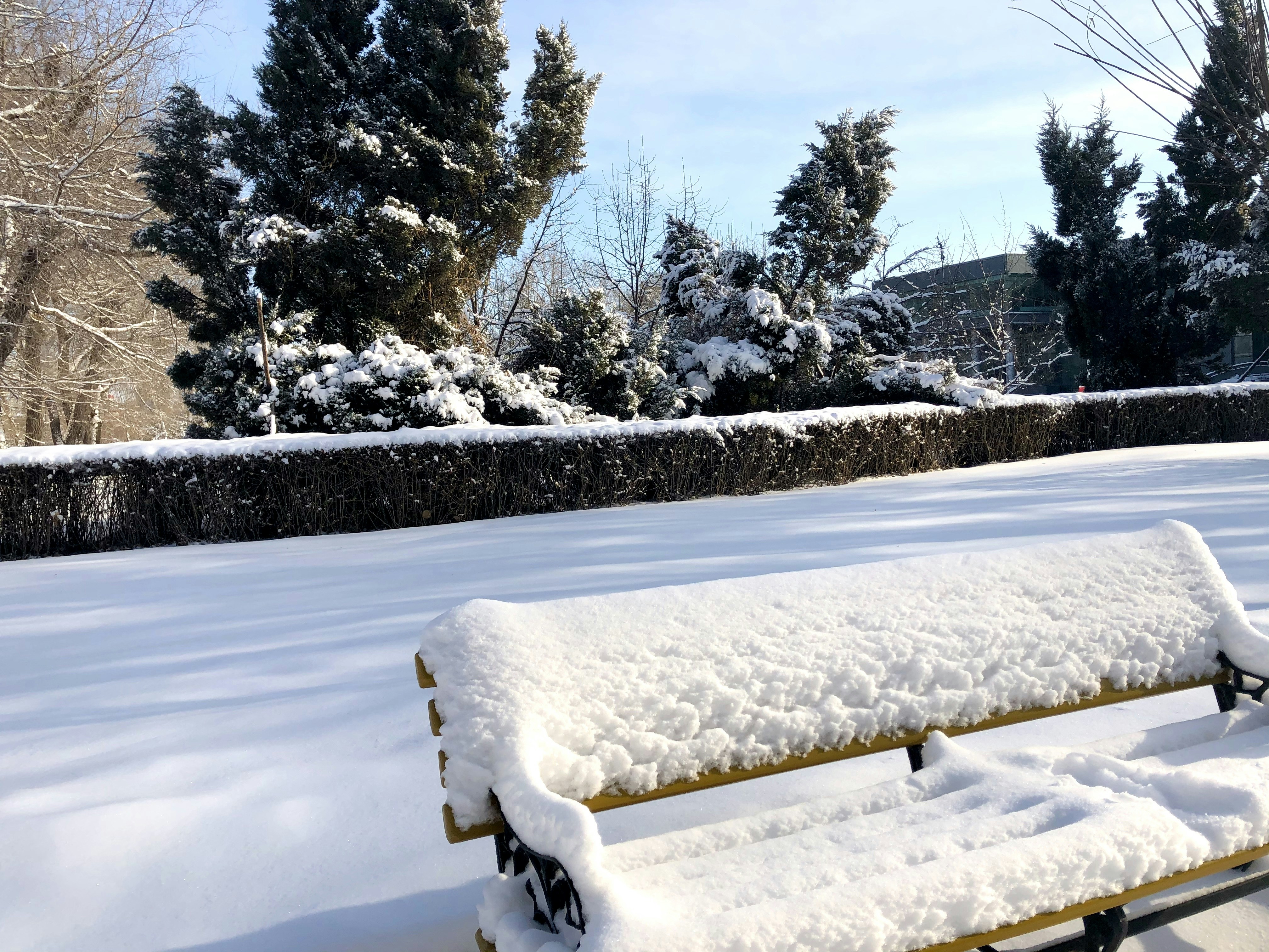 A bench covered in snow in a park photo – Free Harbin Image on Unsplash