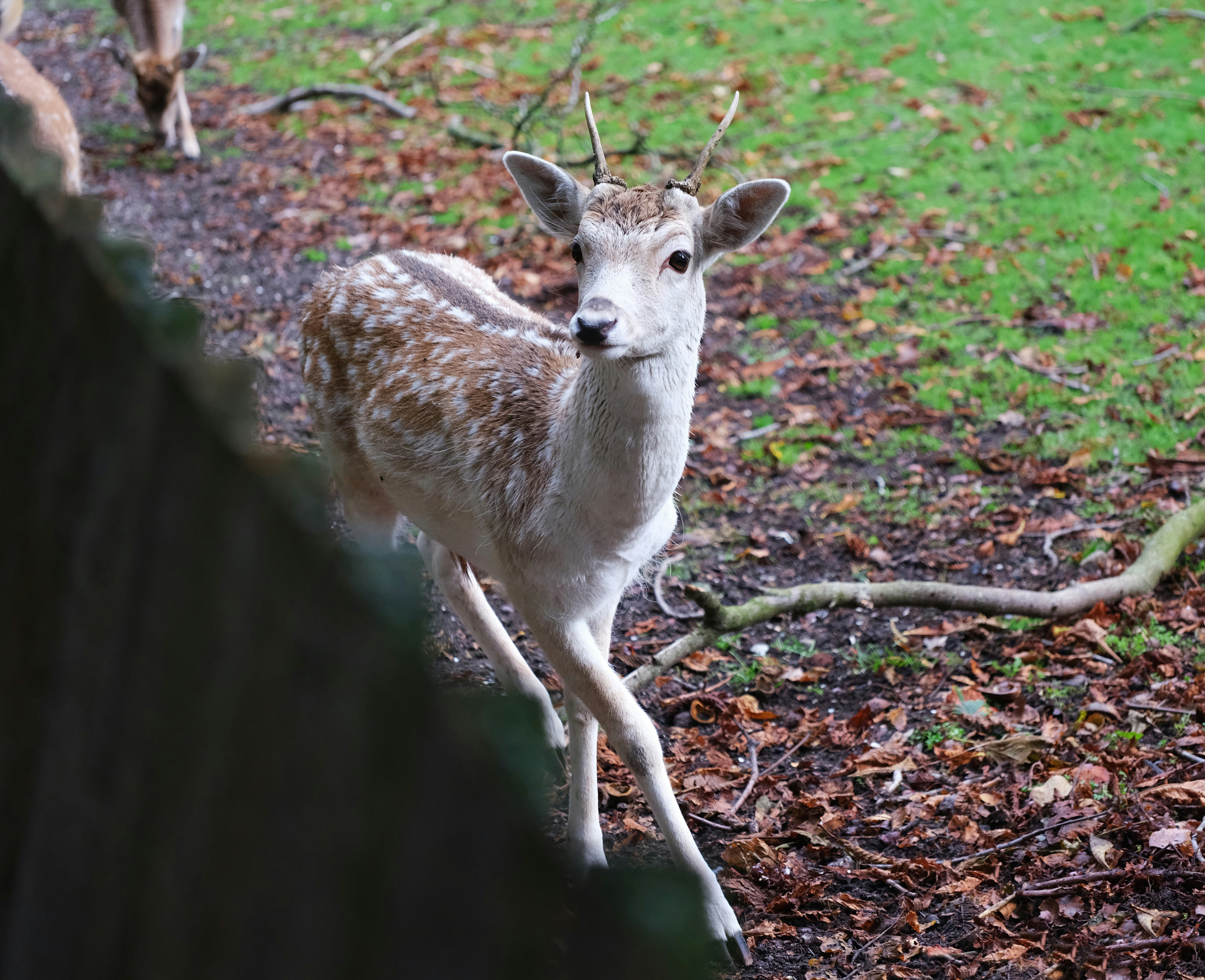 Deer on the farm, Netherlands
