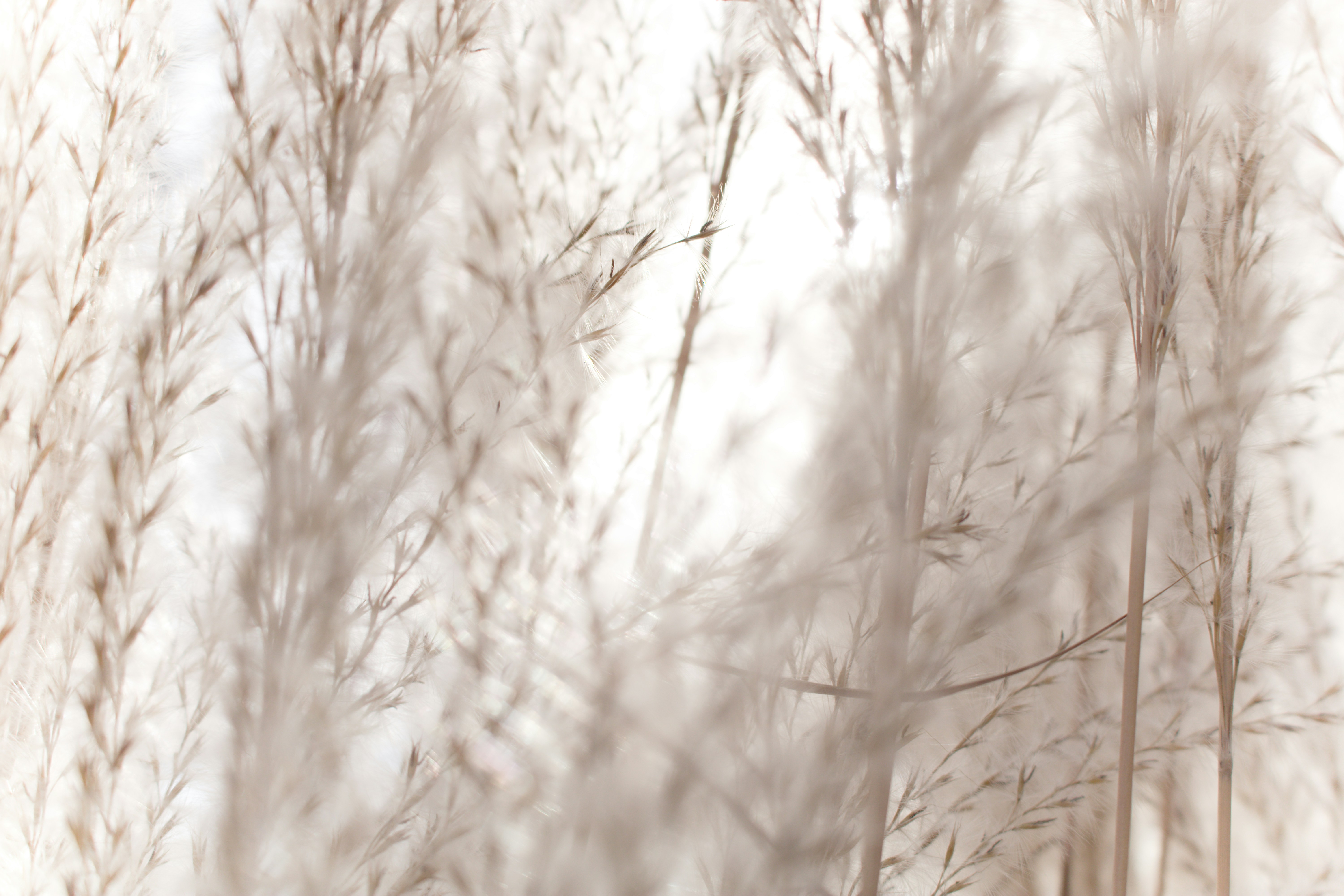 Delicate reeds swaying softly against a bright, diffused backdrop.