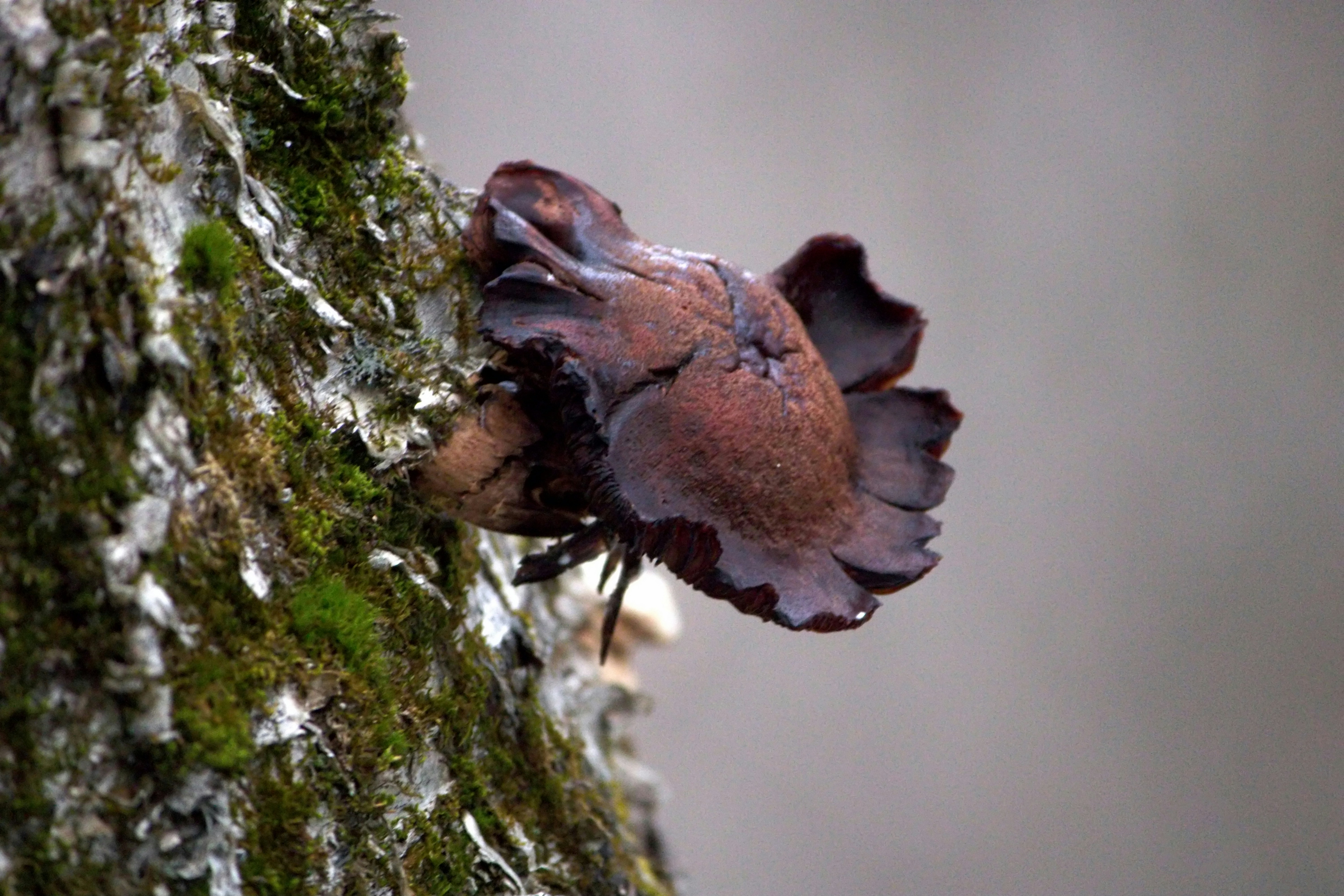 Brown Shelf Fungus Clinging to Mossy Bark in Soft Focus