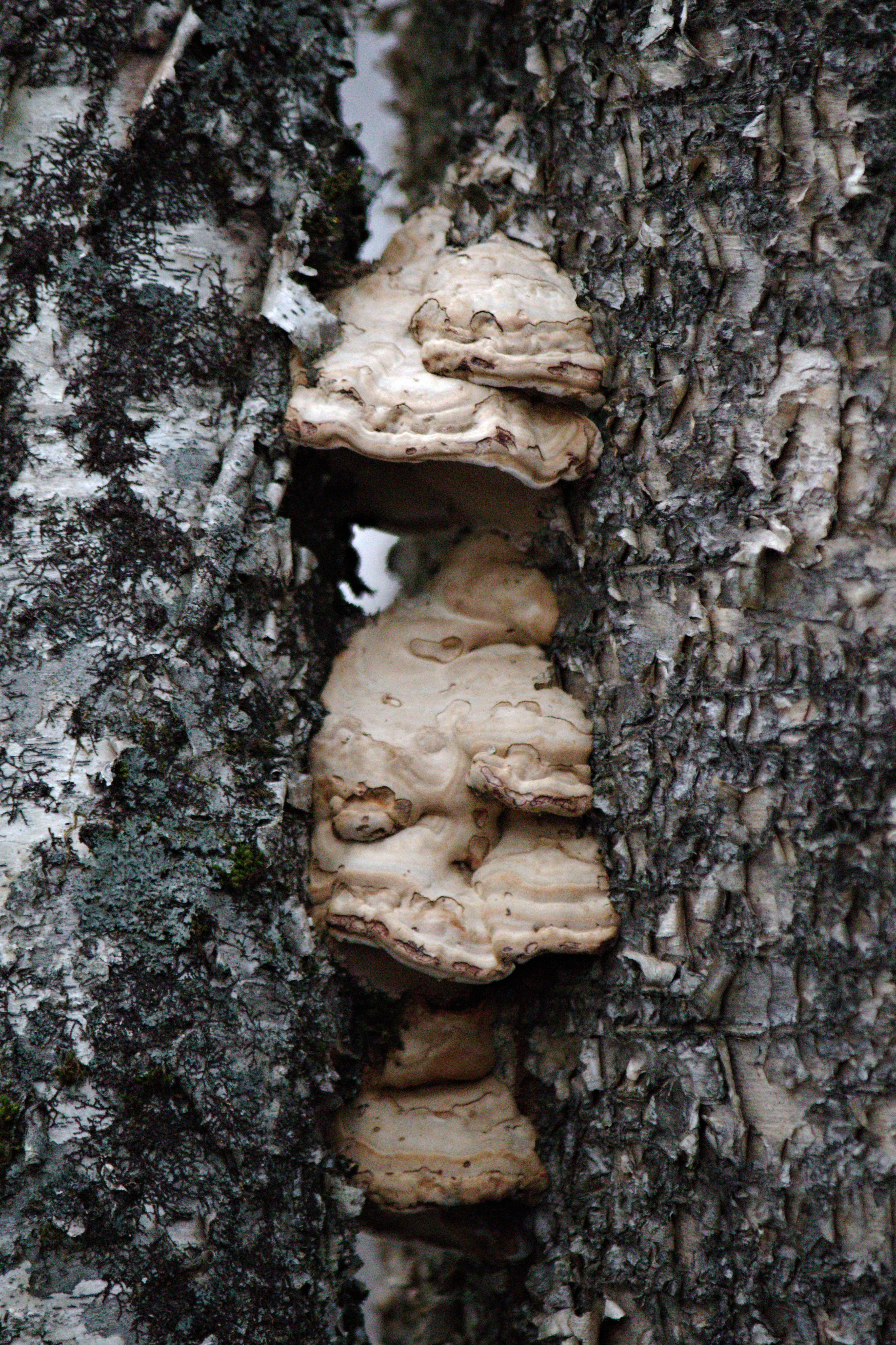 Beige Bracket Fungi Nest in Rugged Bark: A Close-Up Study