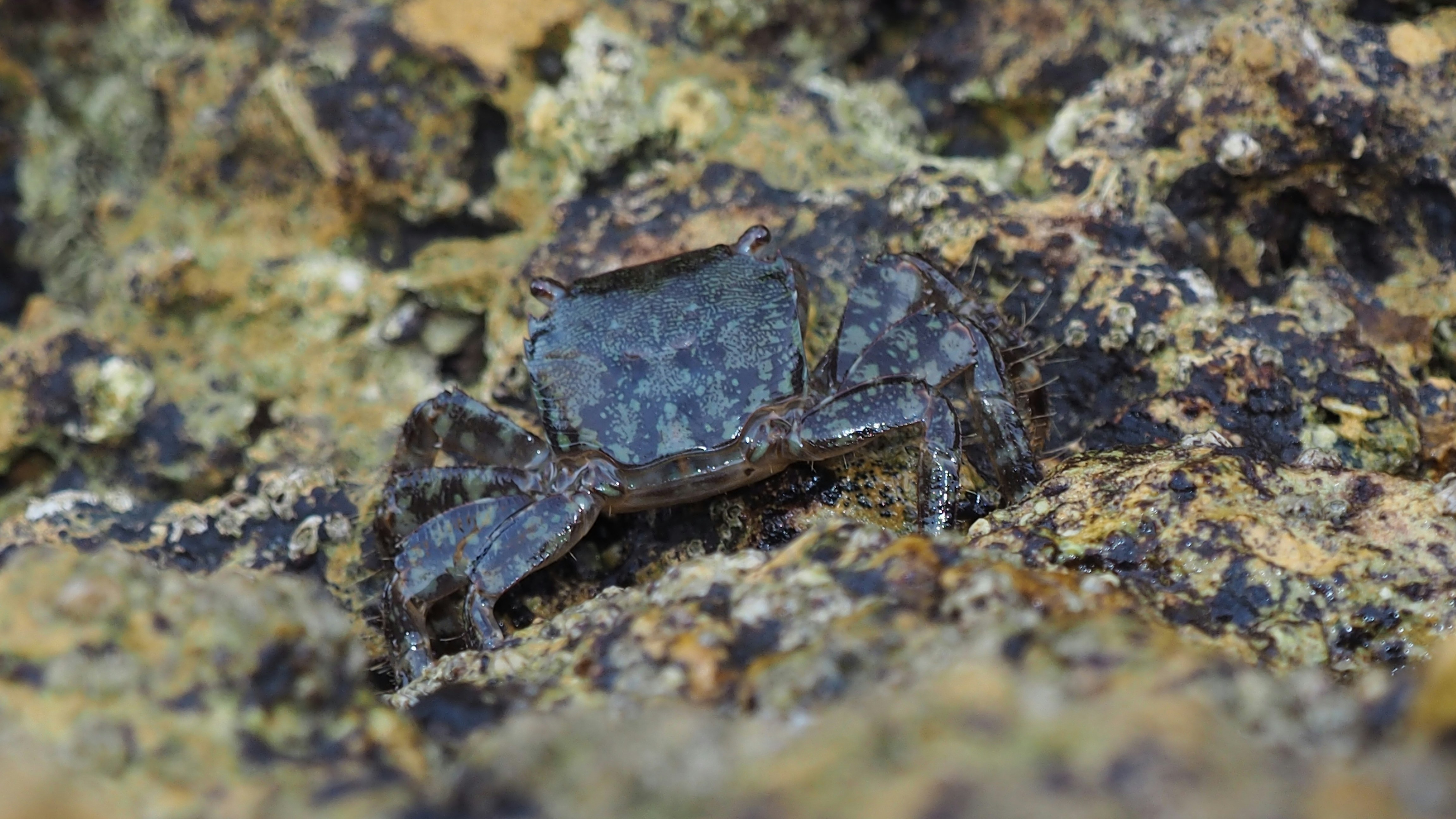 Blue-Blue Rock Crab Amid Whispering Tidal Boulders
