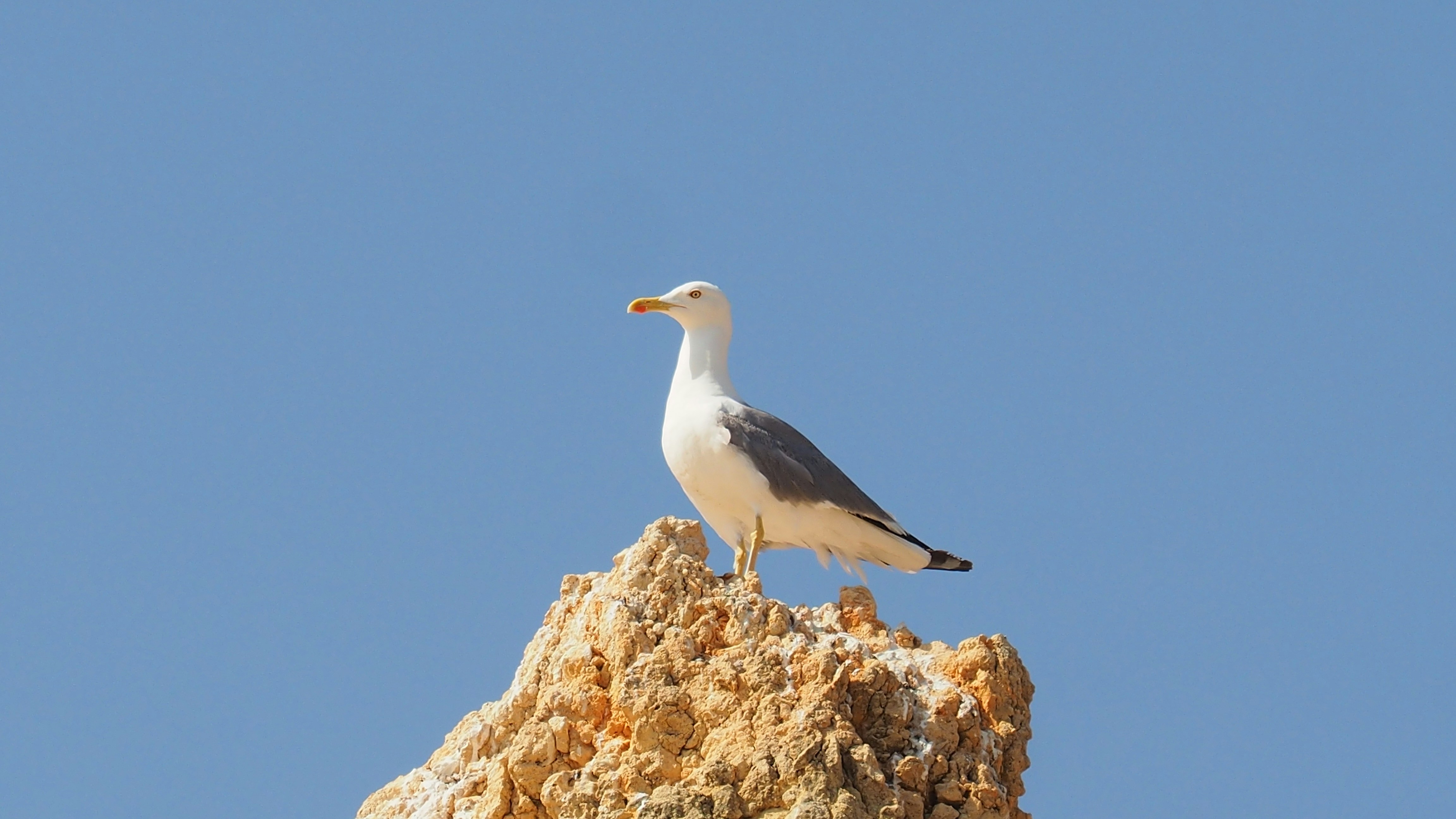 Granite Perch: Seagull Against a Wide Blue Sky