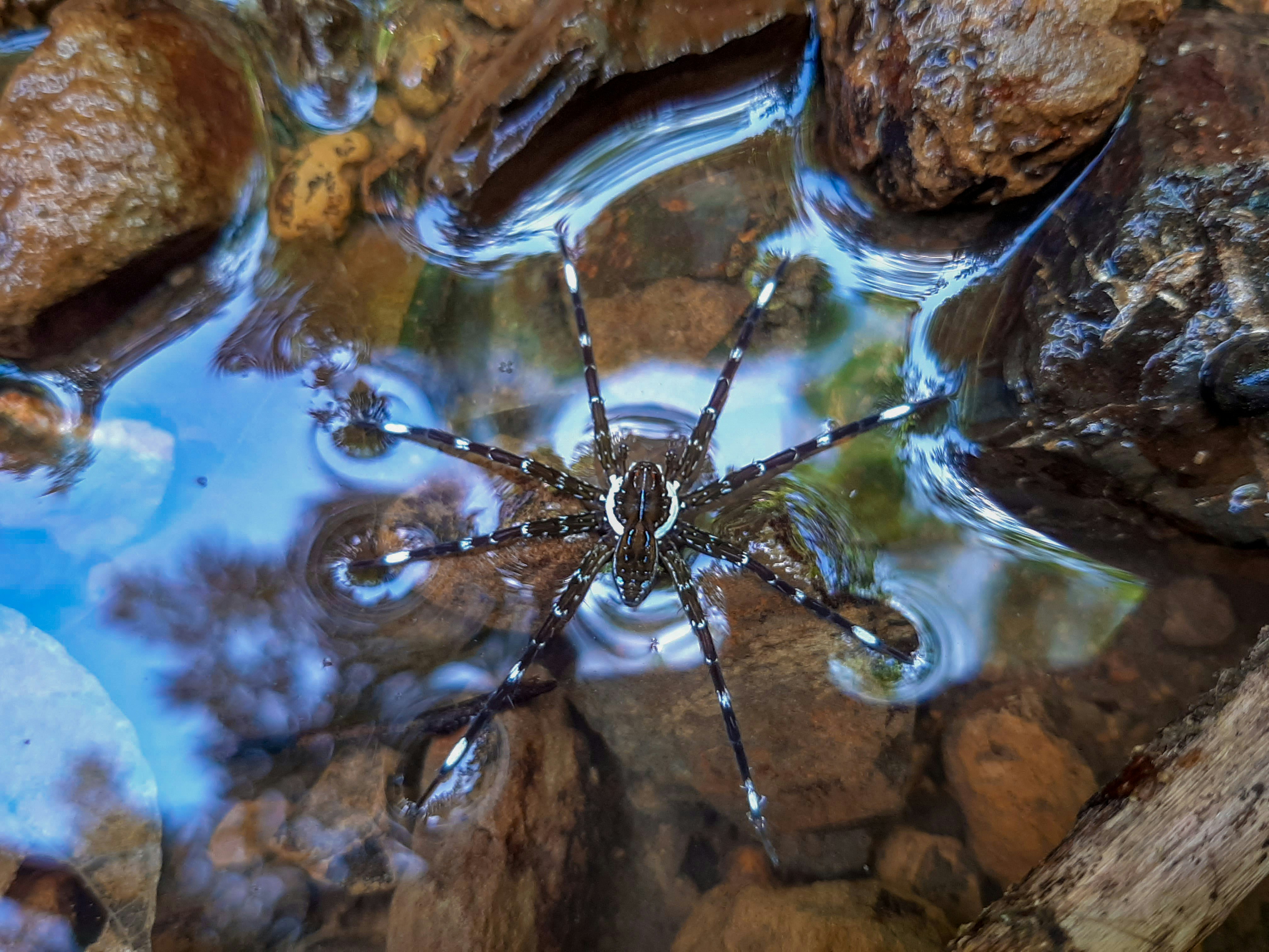 Rings of Focus: Spider in a Water-Washed Rock Pool