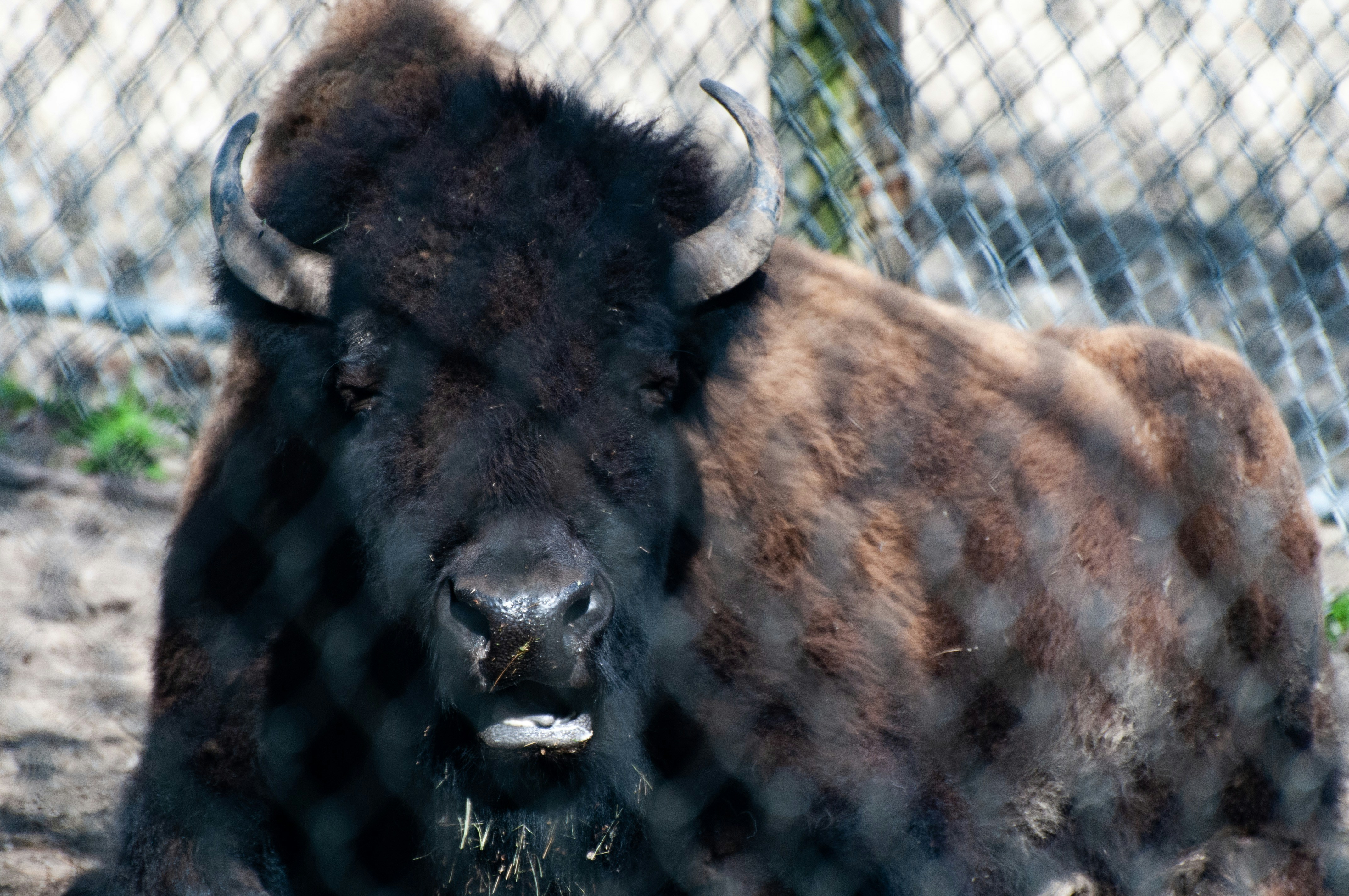 Gaze Through the Mesh: A Bison Paused Behind Chain-Link