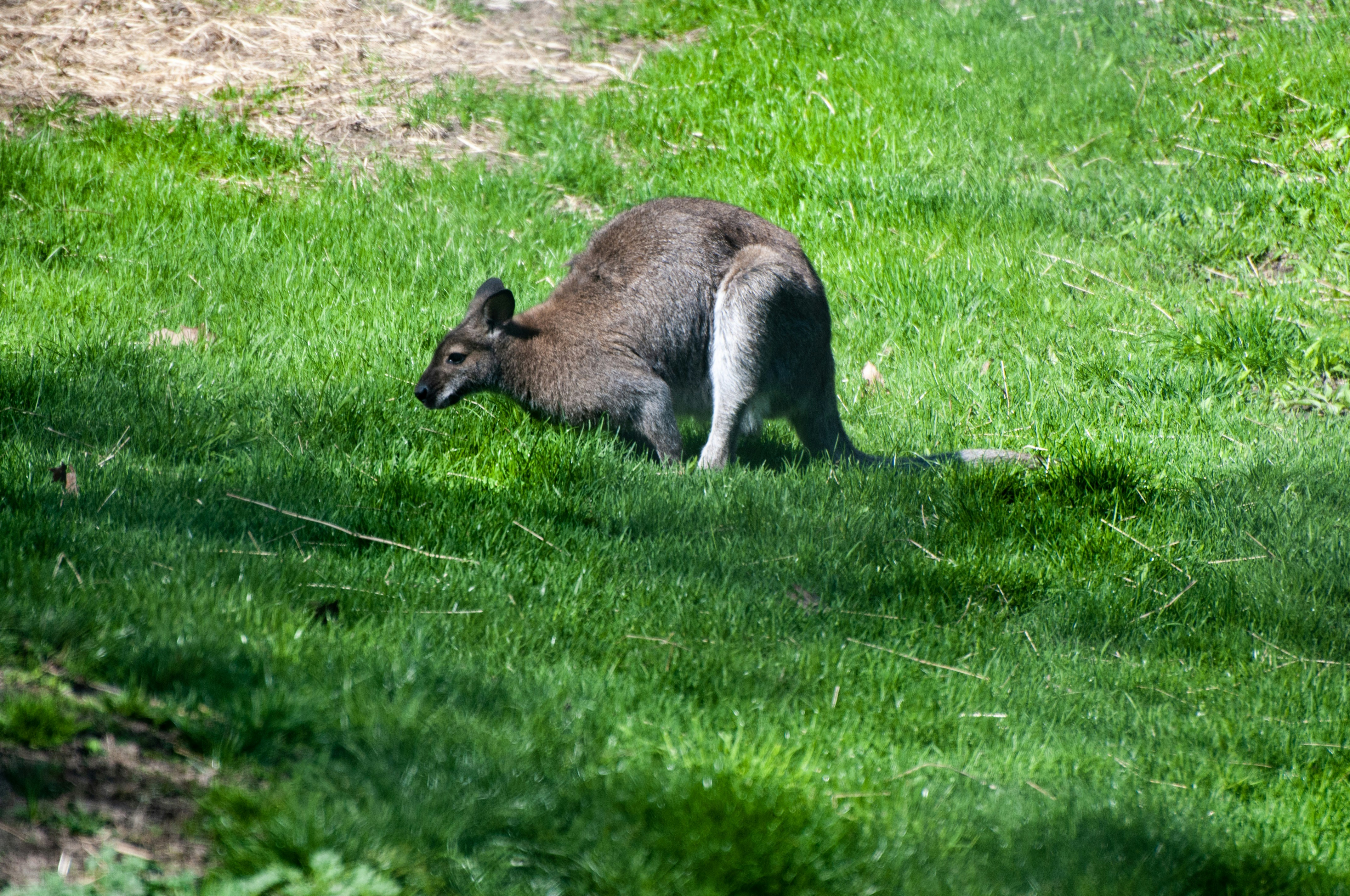 Emerald Field Pause: Wallaby in a Dappled Sunlit Clearing