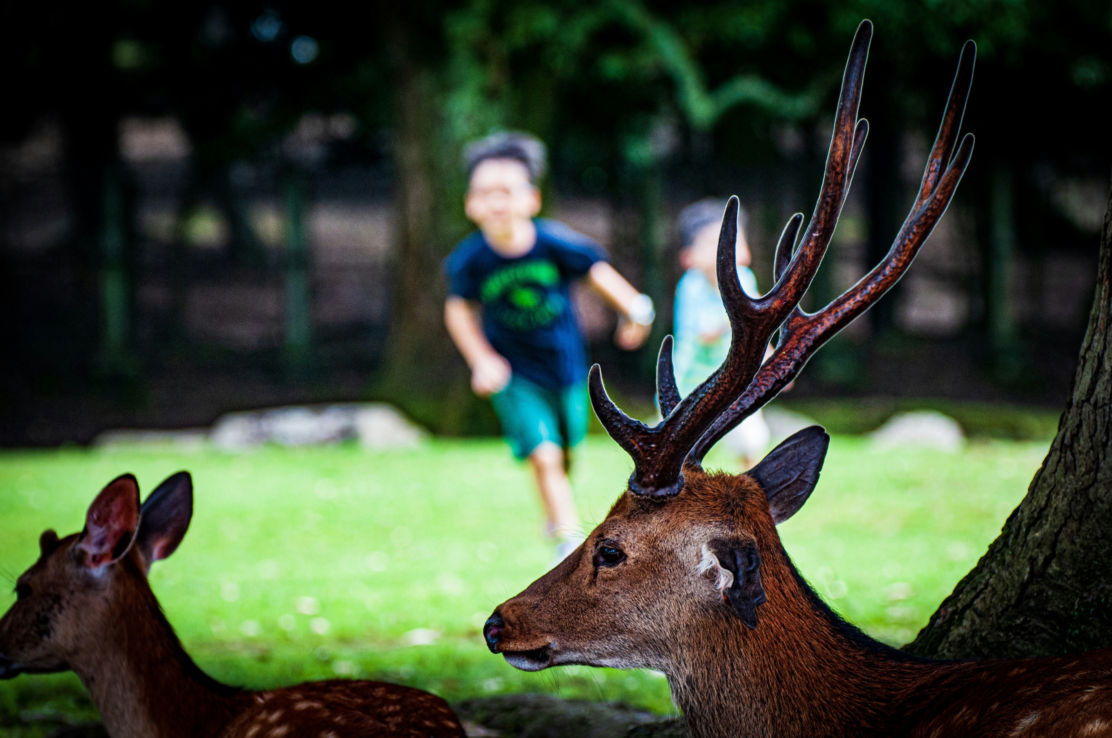 Velvet Antlers and a Blur of Play: A Park Wildlife Moment