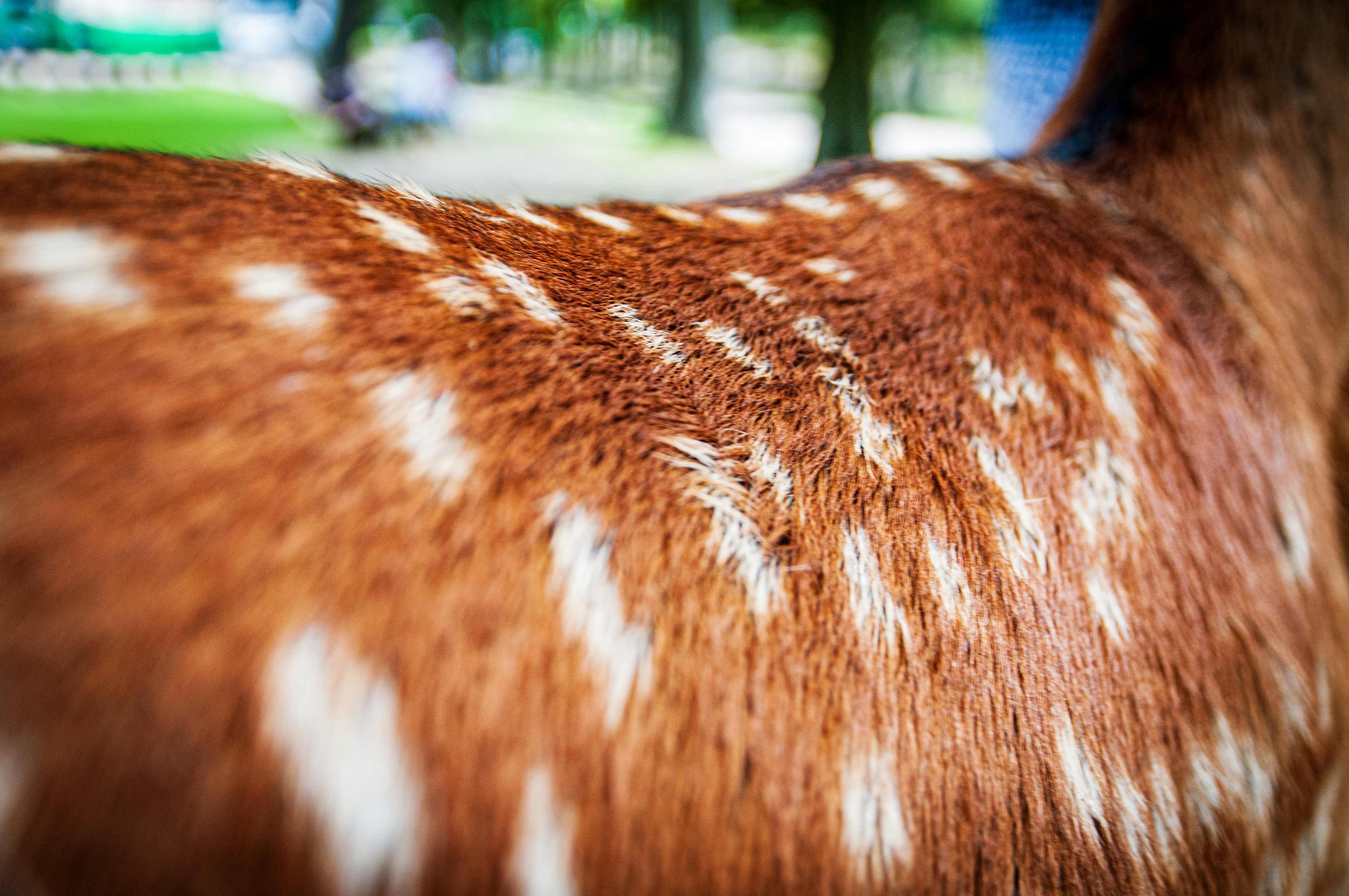 a close up of a brown and white animal