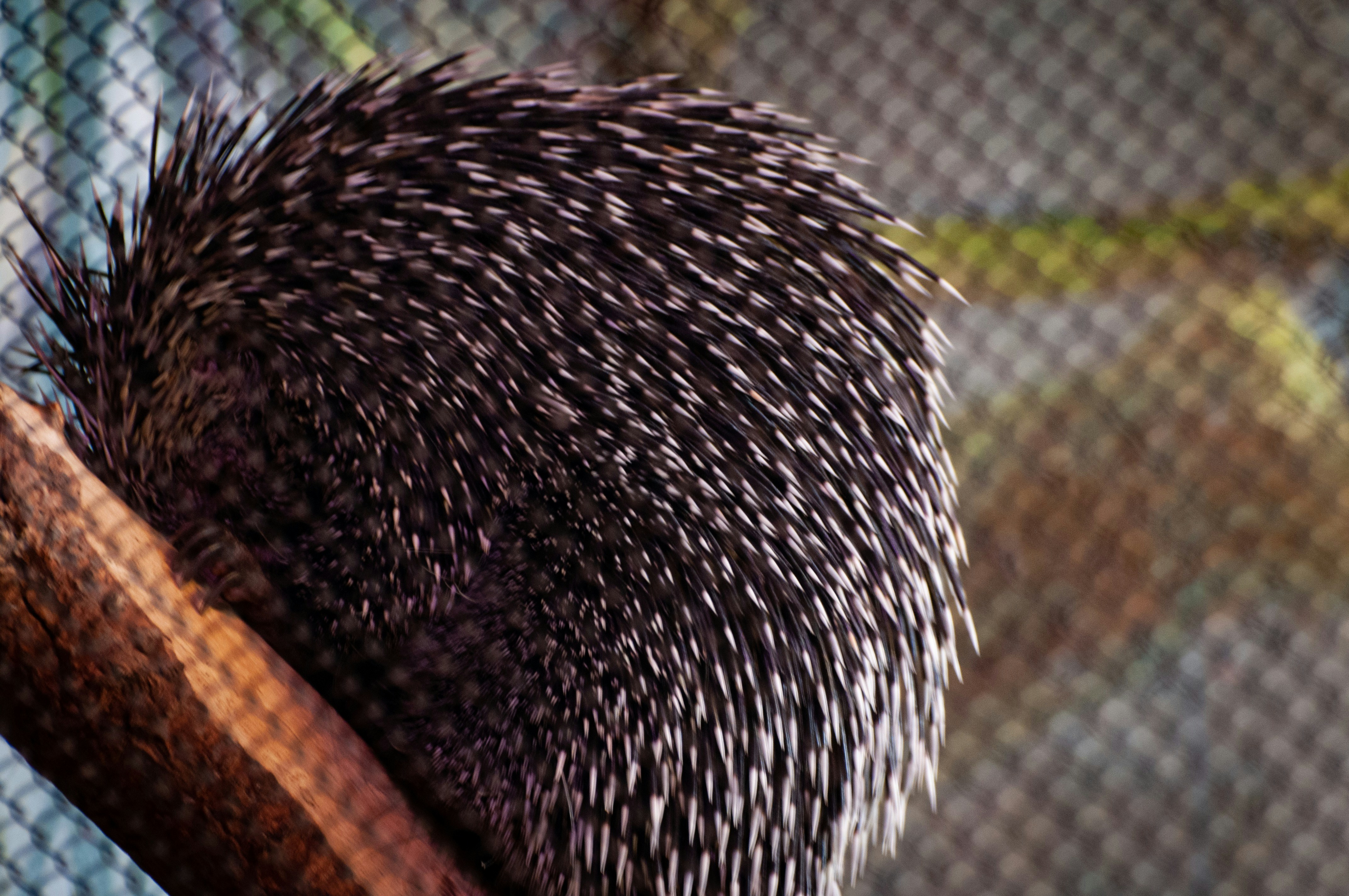 Quill Mosaic: Hedgehog Portrait Framed by Mesh