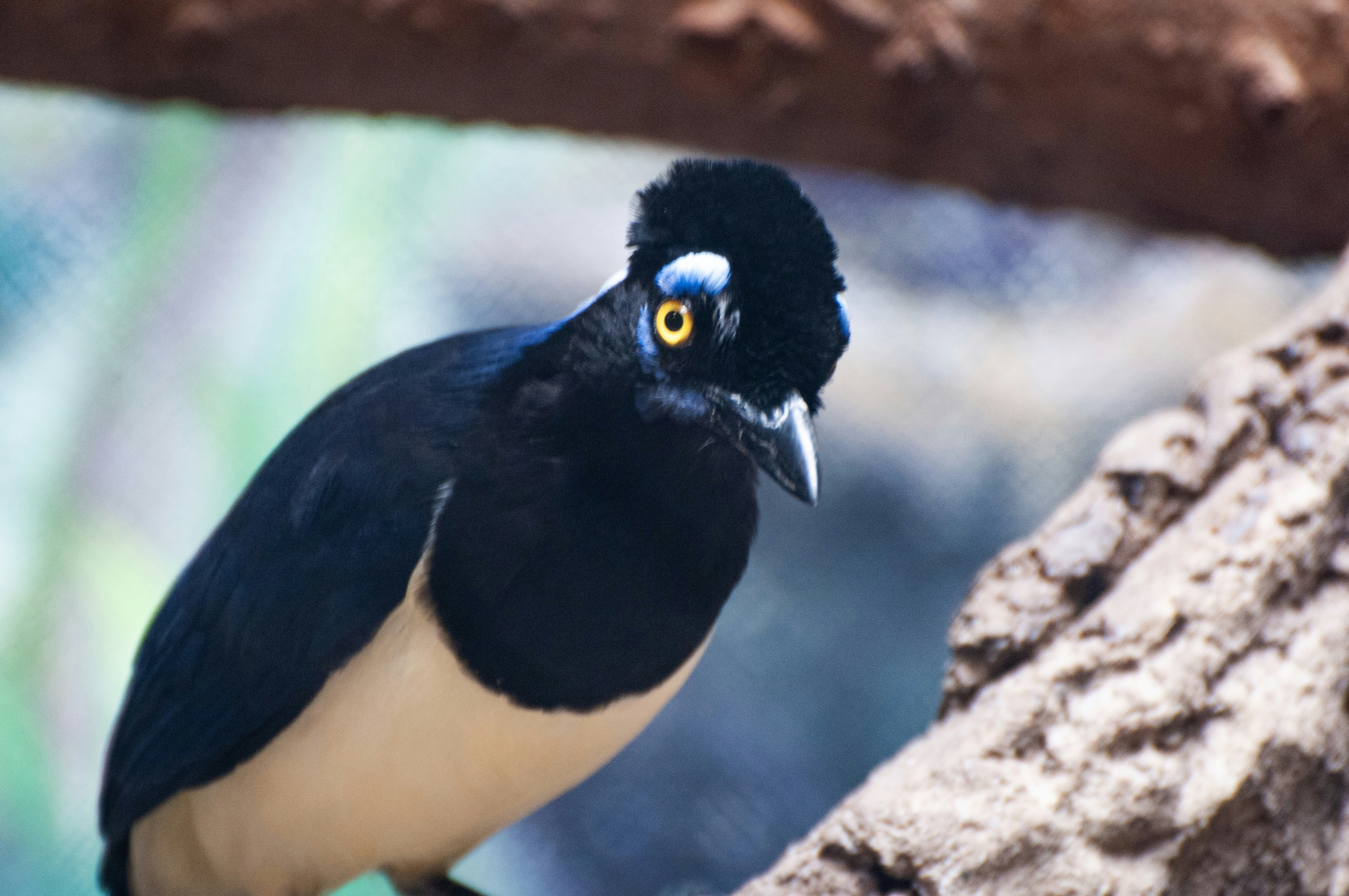 a black and white bird perched on a tree branch
