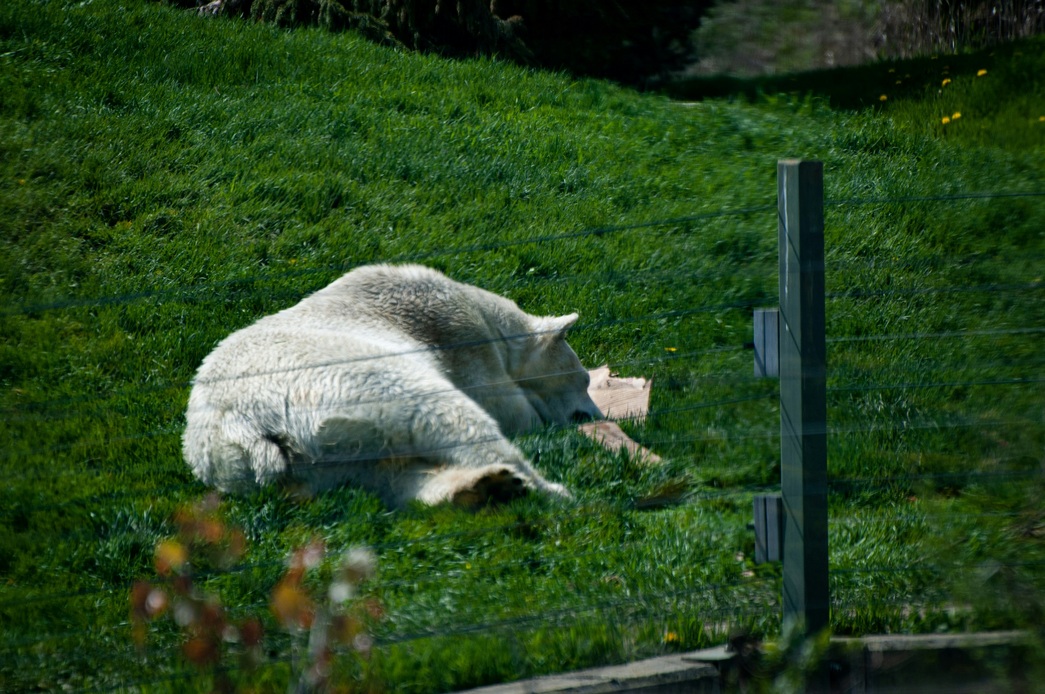 Napping in the Green: White wolf-dog at Rest by the Fence
