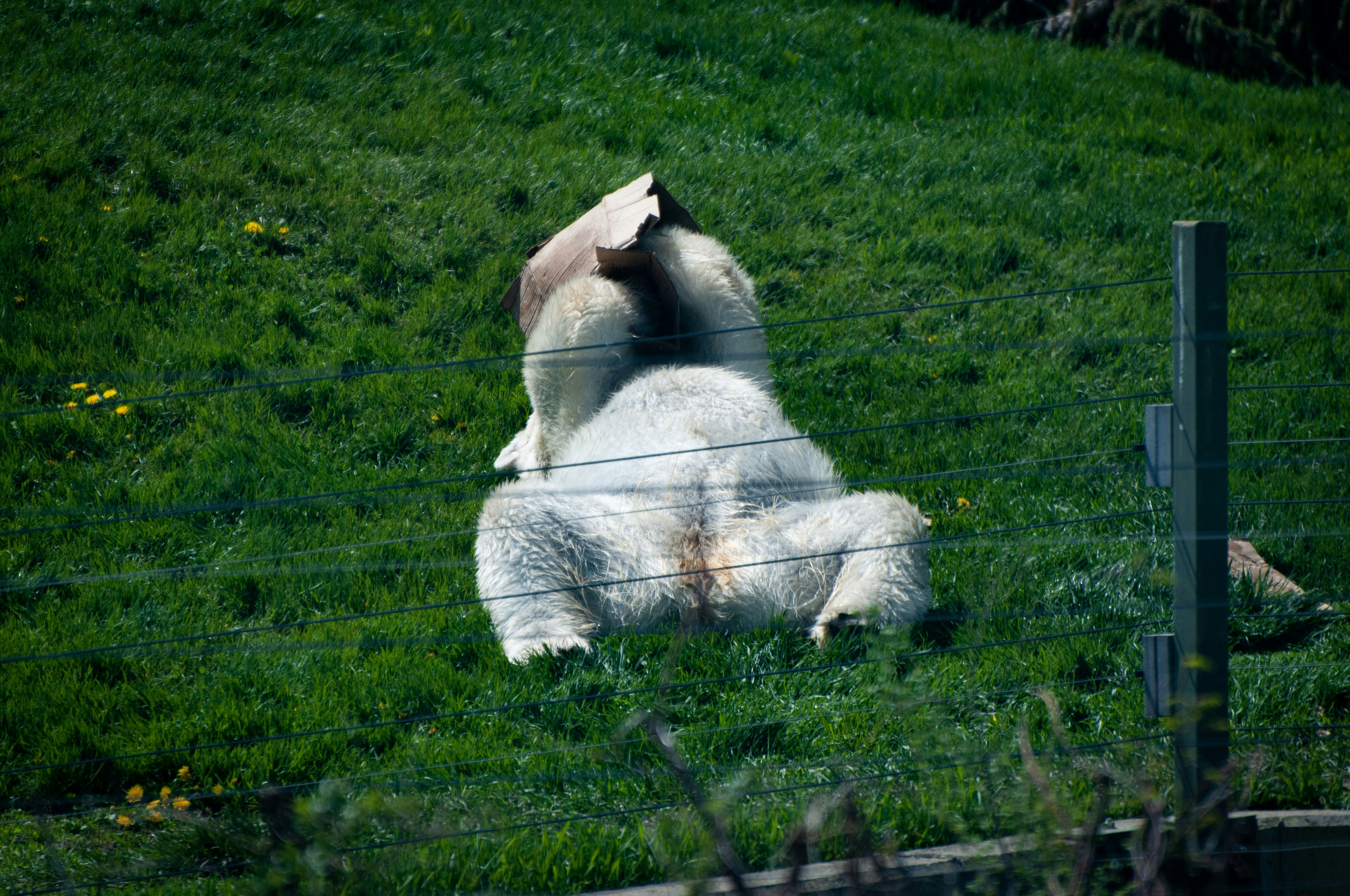 Pasture Pause: A Woolly Recliner Behind the Wire Fence