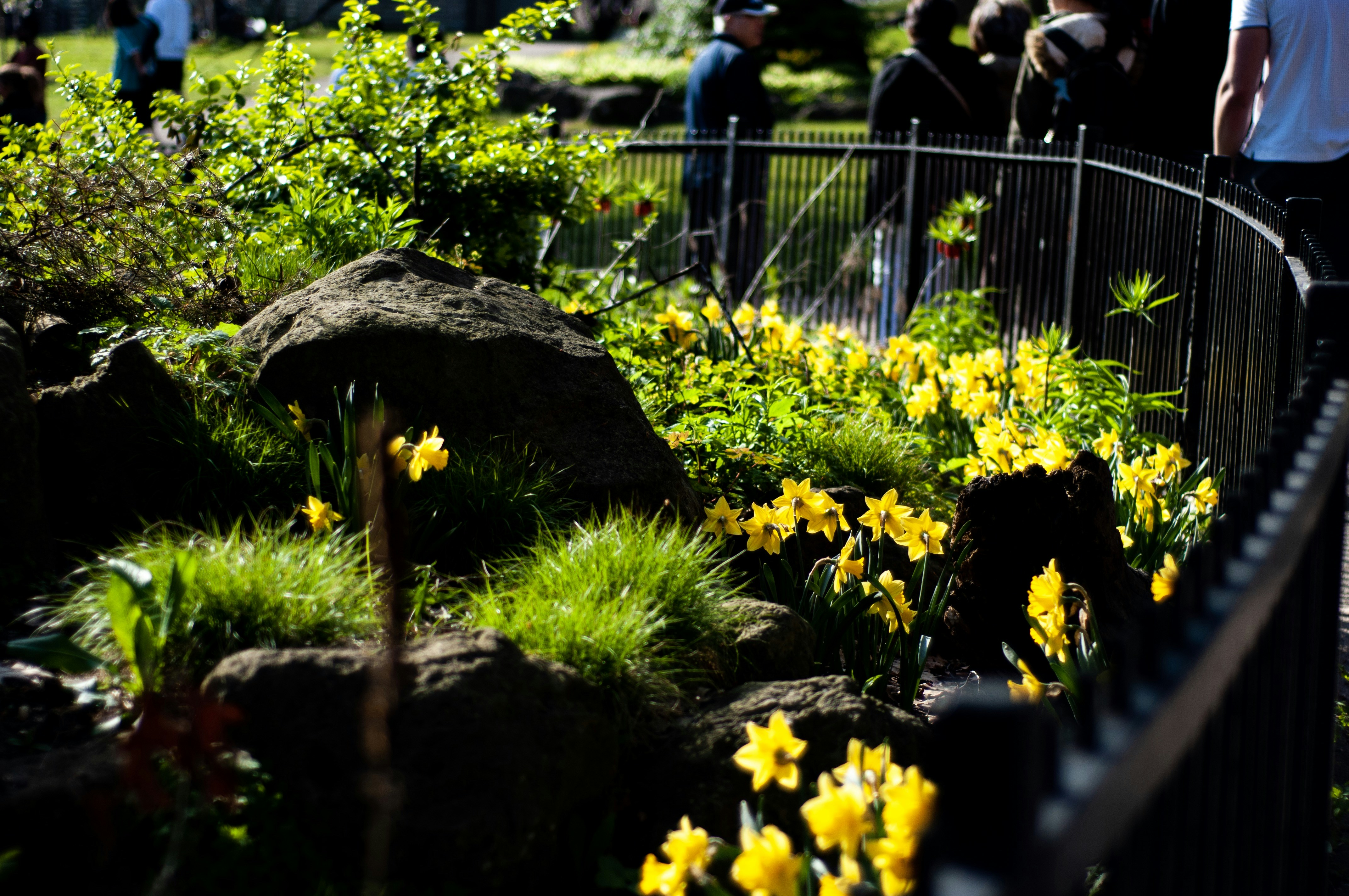 Gentle Rock Garden in Bloom by a Winding Path
