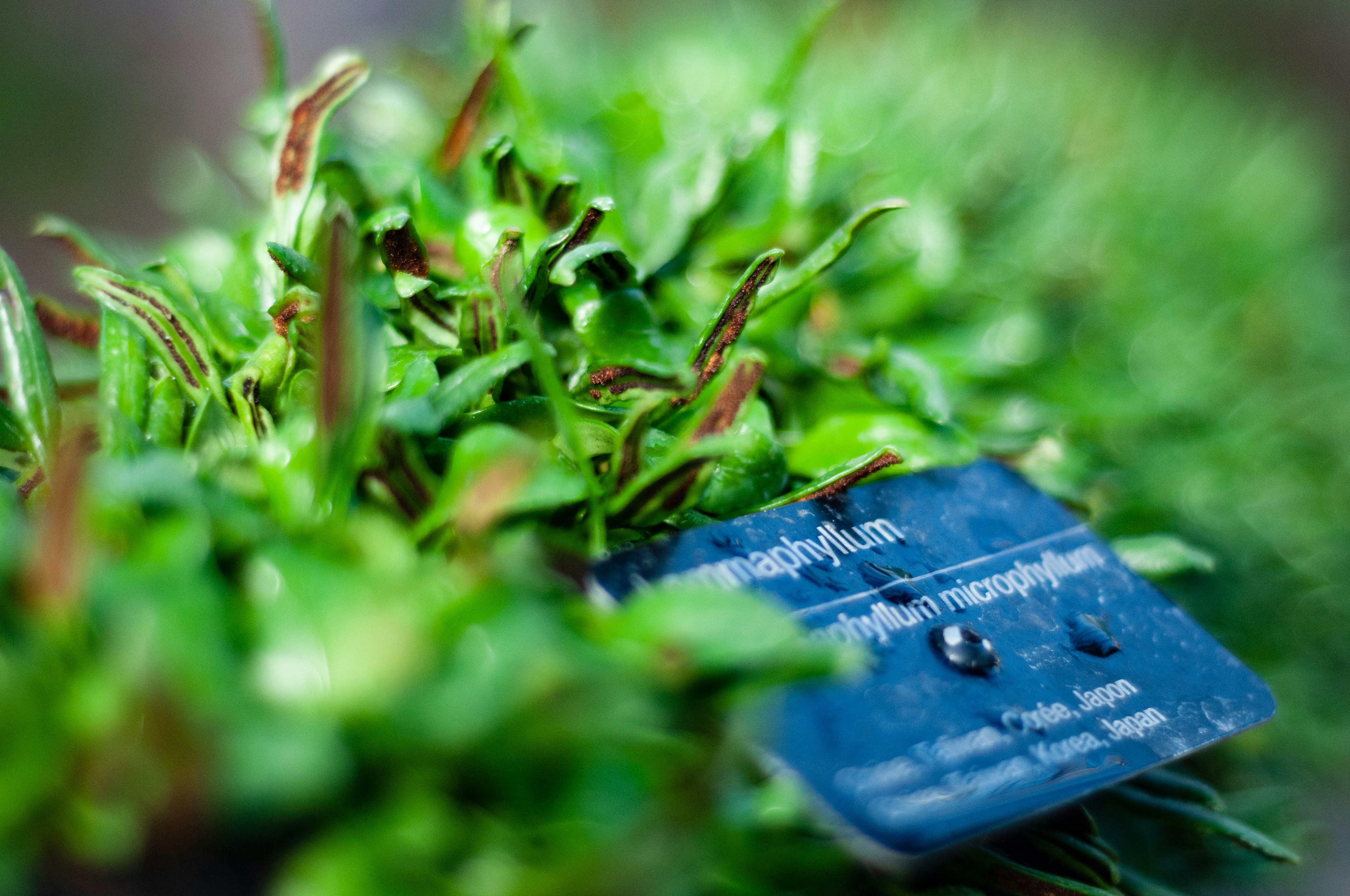 Dew-Drop on a Blue Plant Tag in a Sea of Green