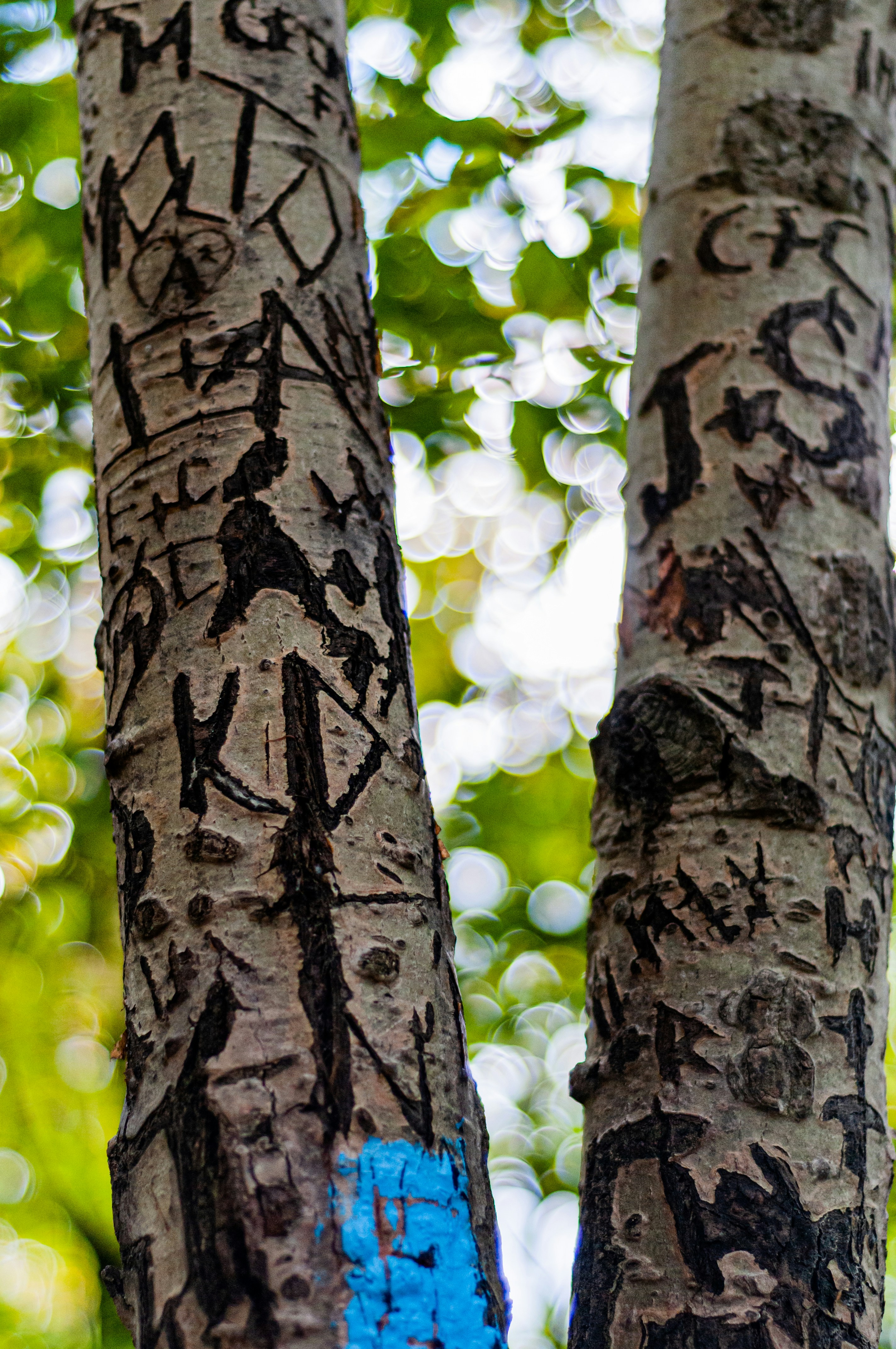a couple of trees that have graffiti on them