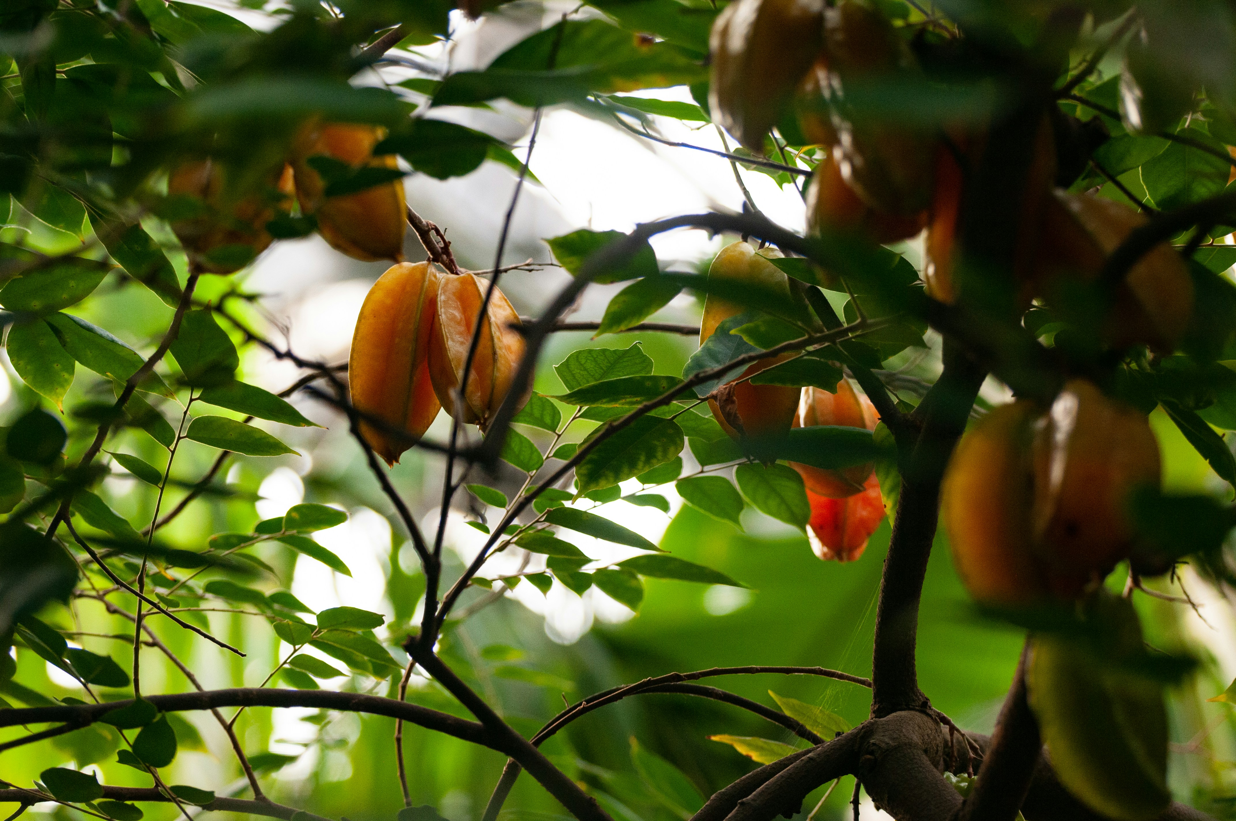 Un arbre rempli de beaucoup de fruits suspendus à ses branches photo ...