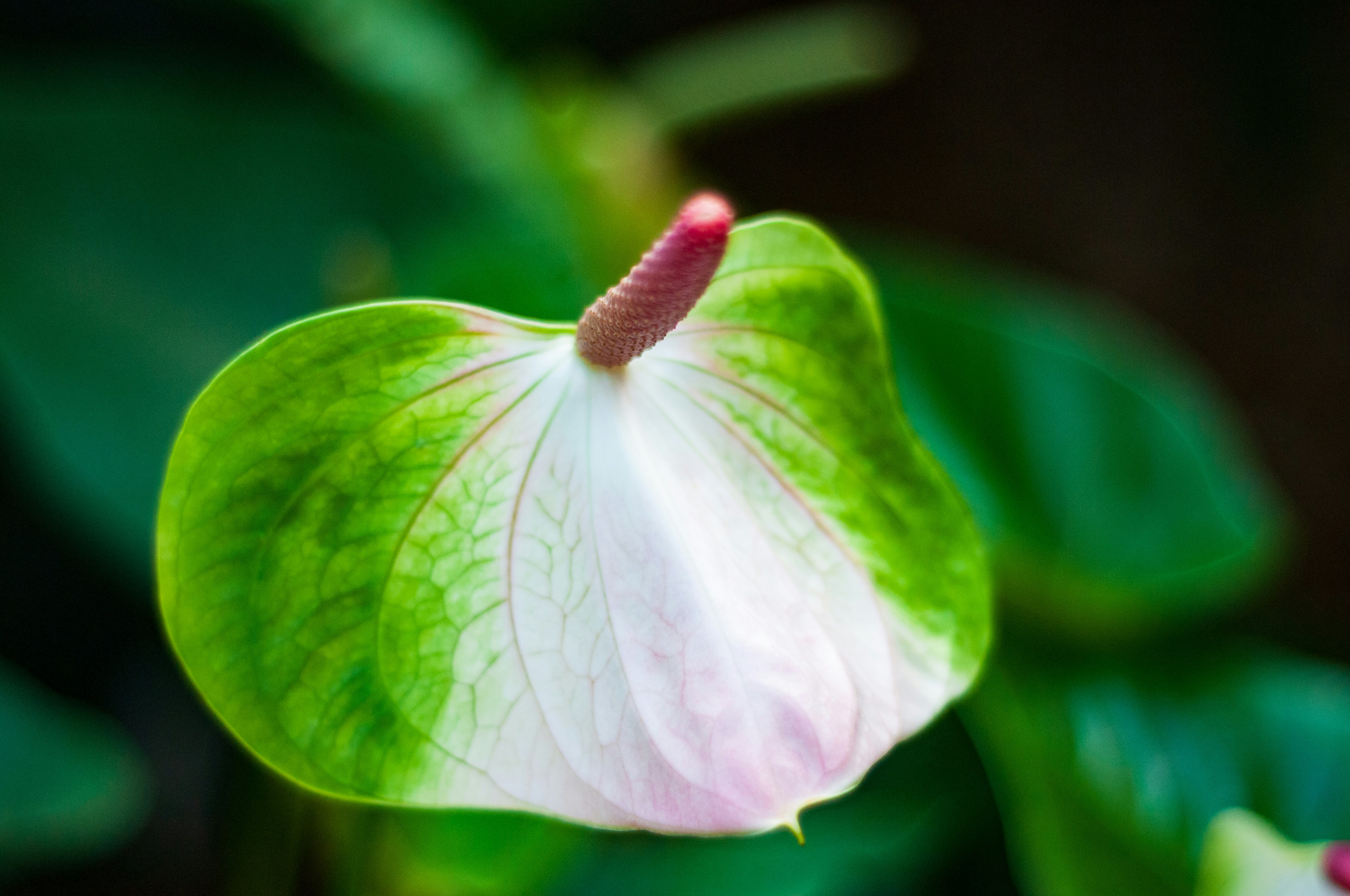 Green-veined Calla: Close-Up on a Pale Spathe and Velvet Pink Spadix