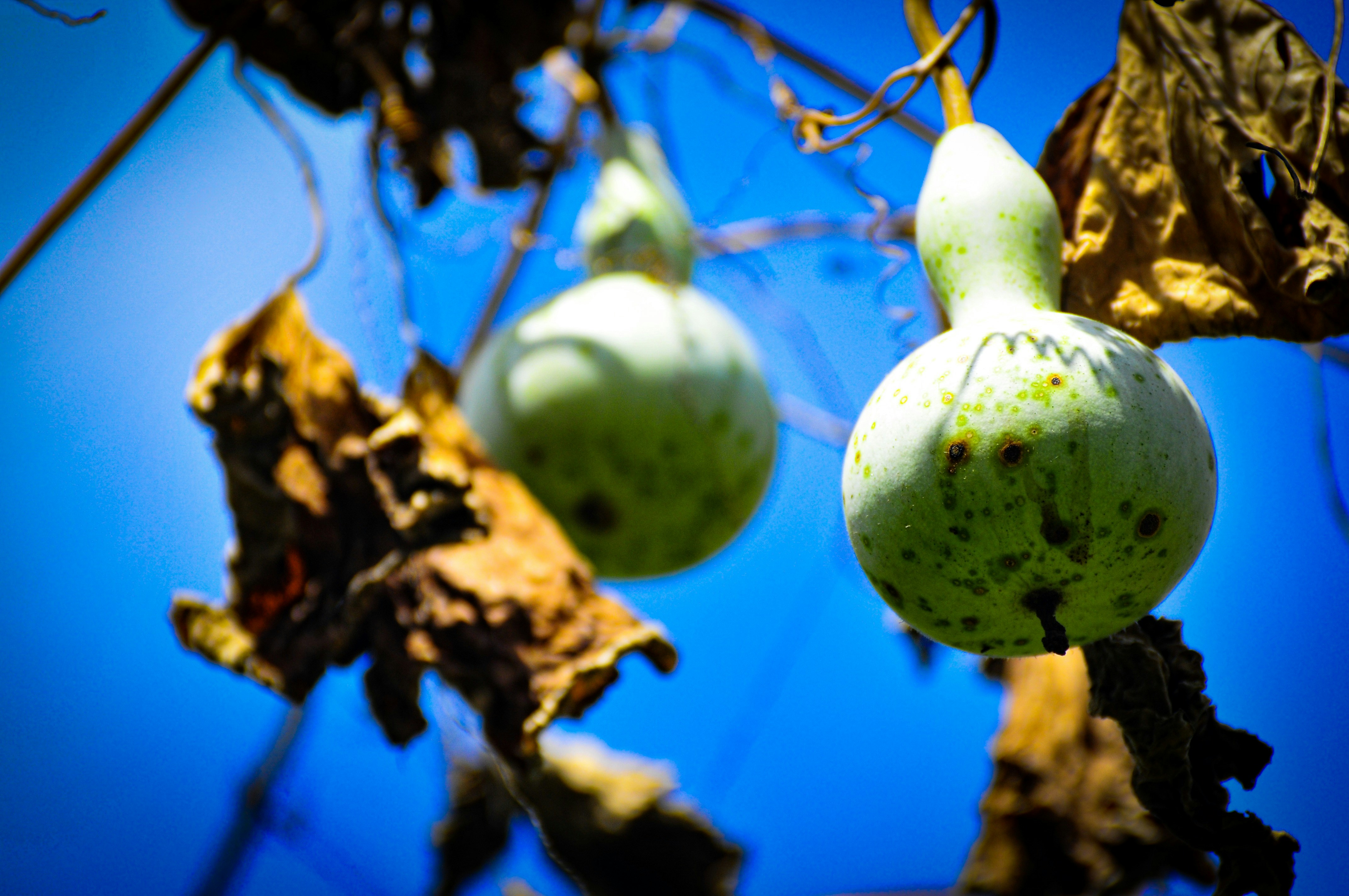 Fruit in Focus: Hanging Bulbs Against a Vivid Summer Sky