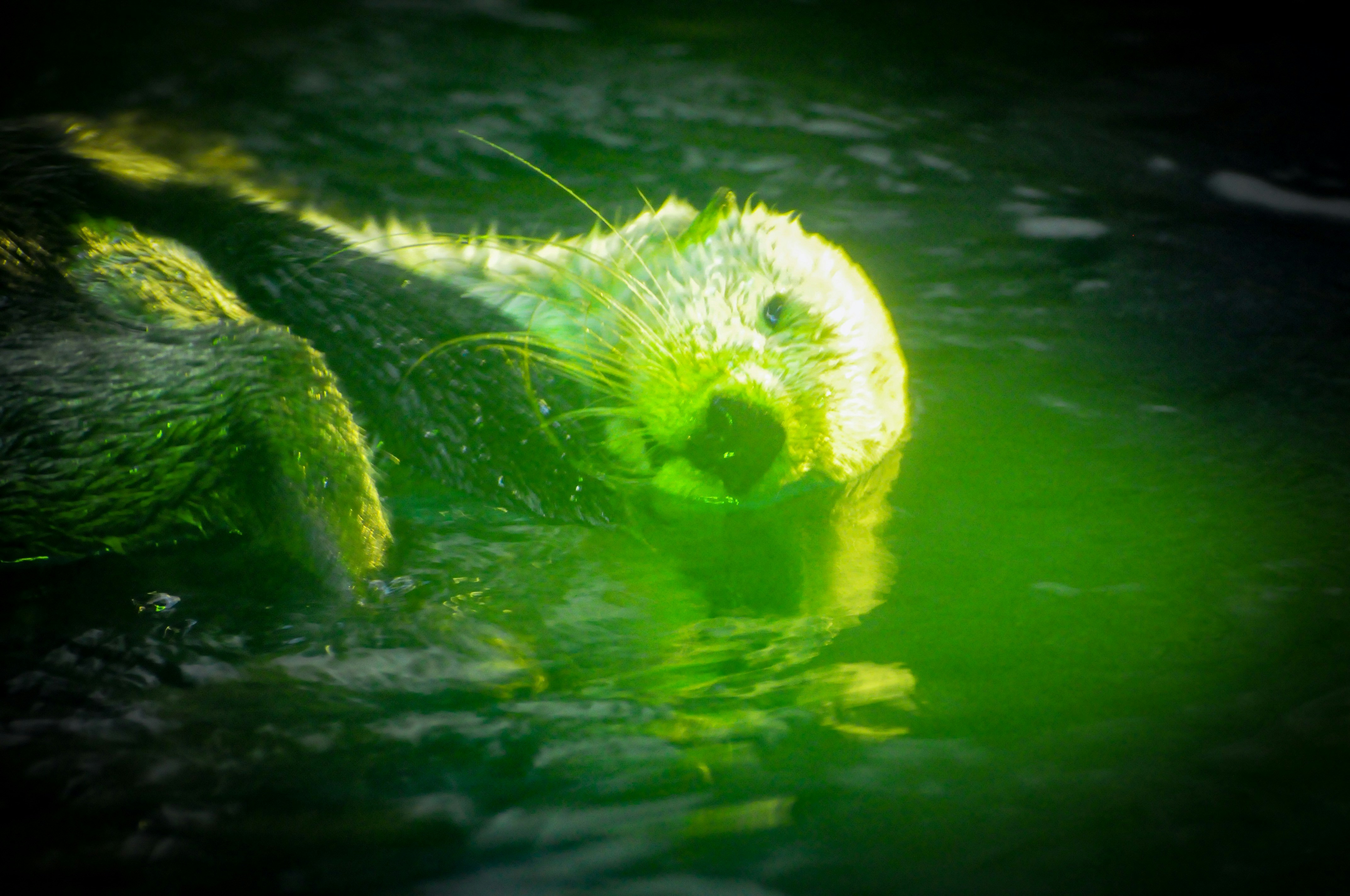 Emerald Gaze: An Otter's Quiet Moment in Green Water