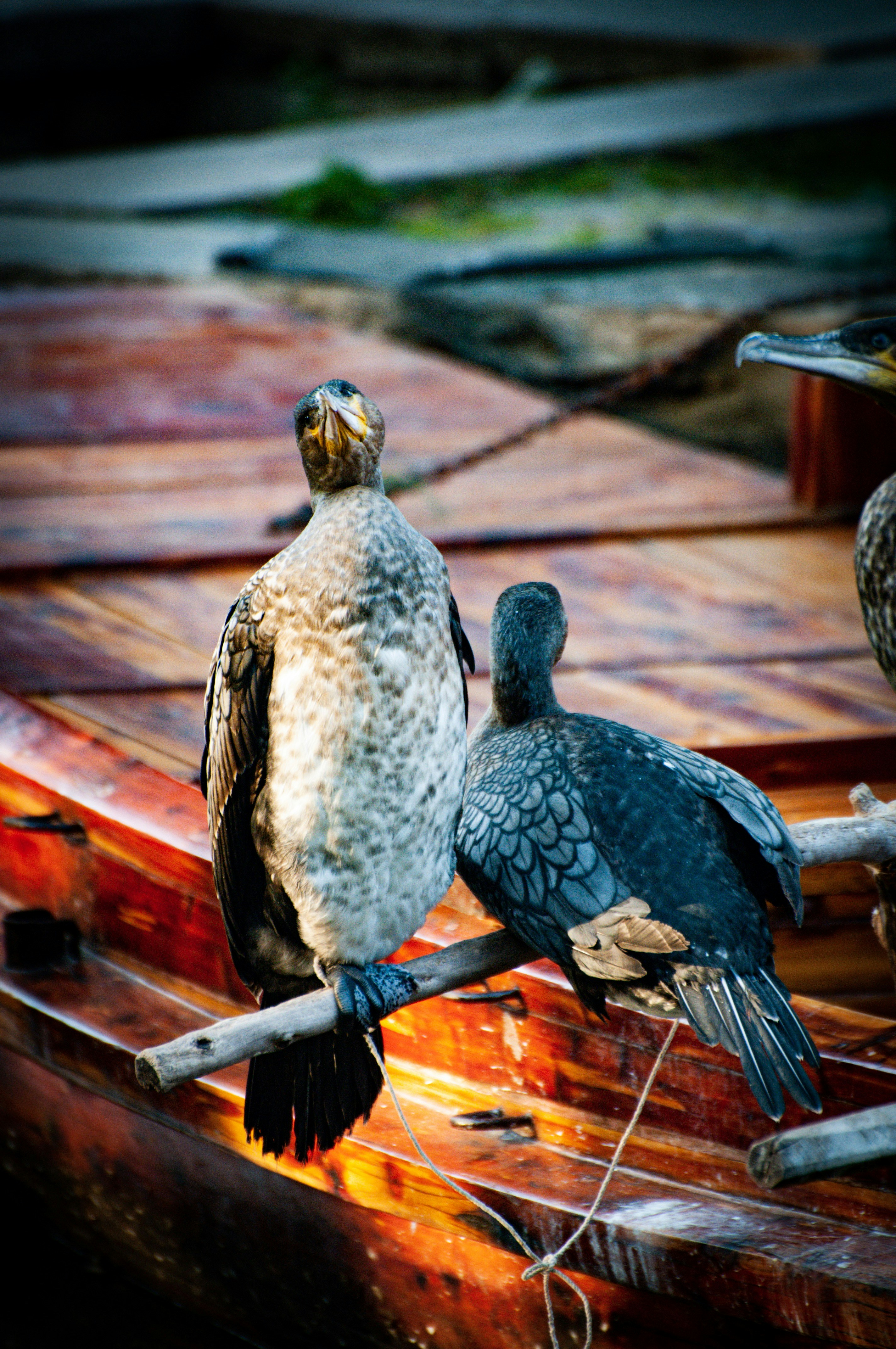 Varnished Vigil: Two Cormorants Perched on a Glowing Dock