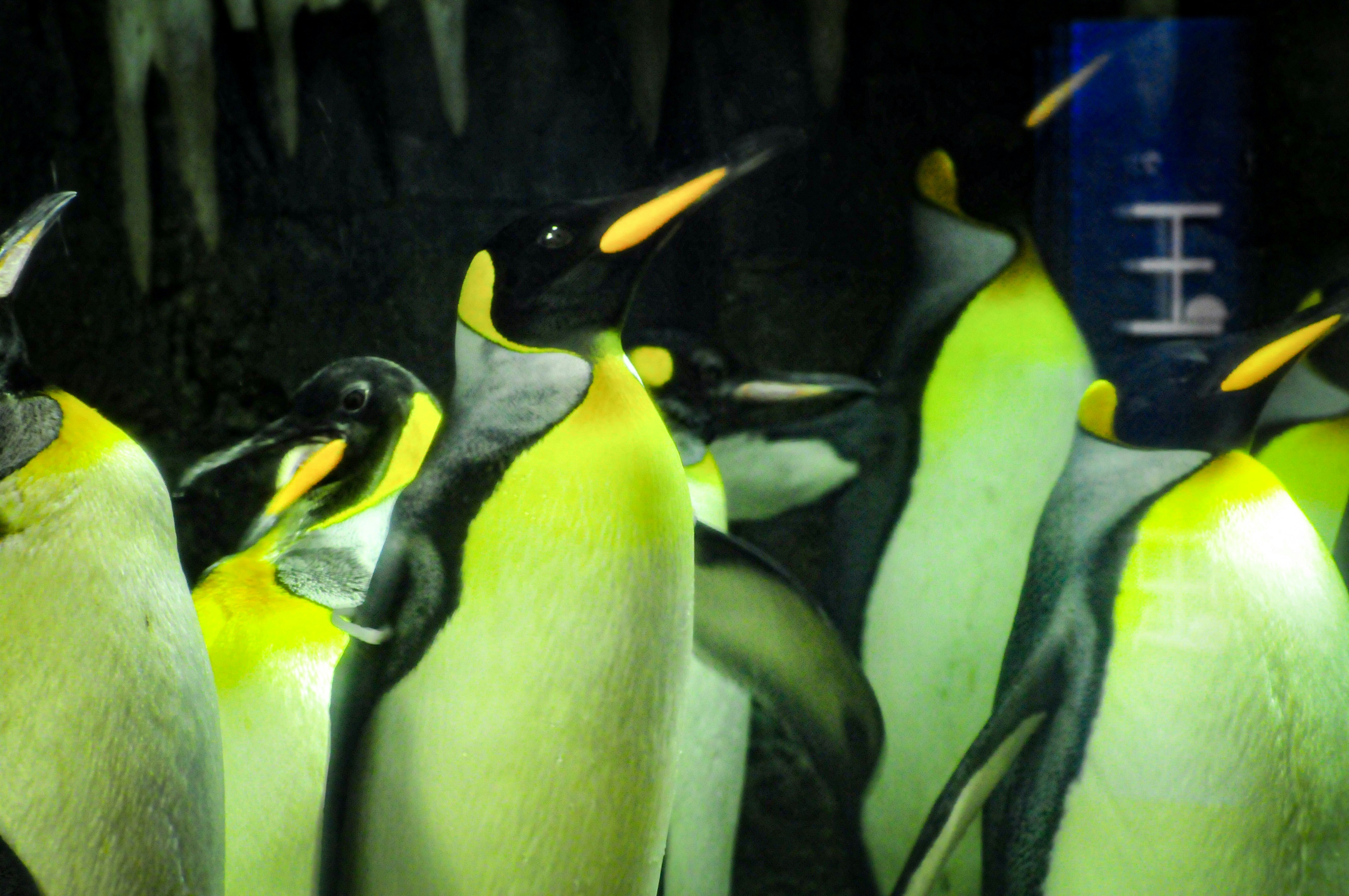 Neon-Chested Convergence: Penguins Gather in a Dim Glass-Walled Habitat