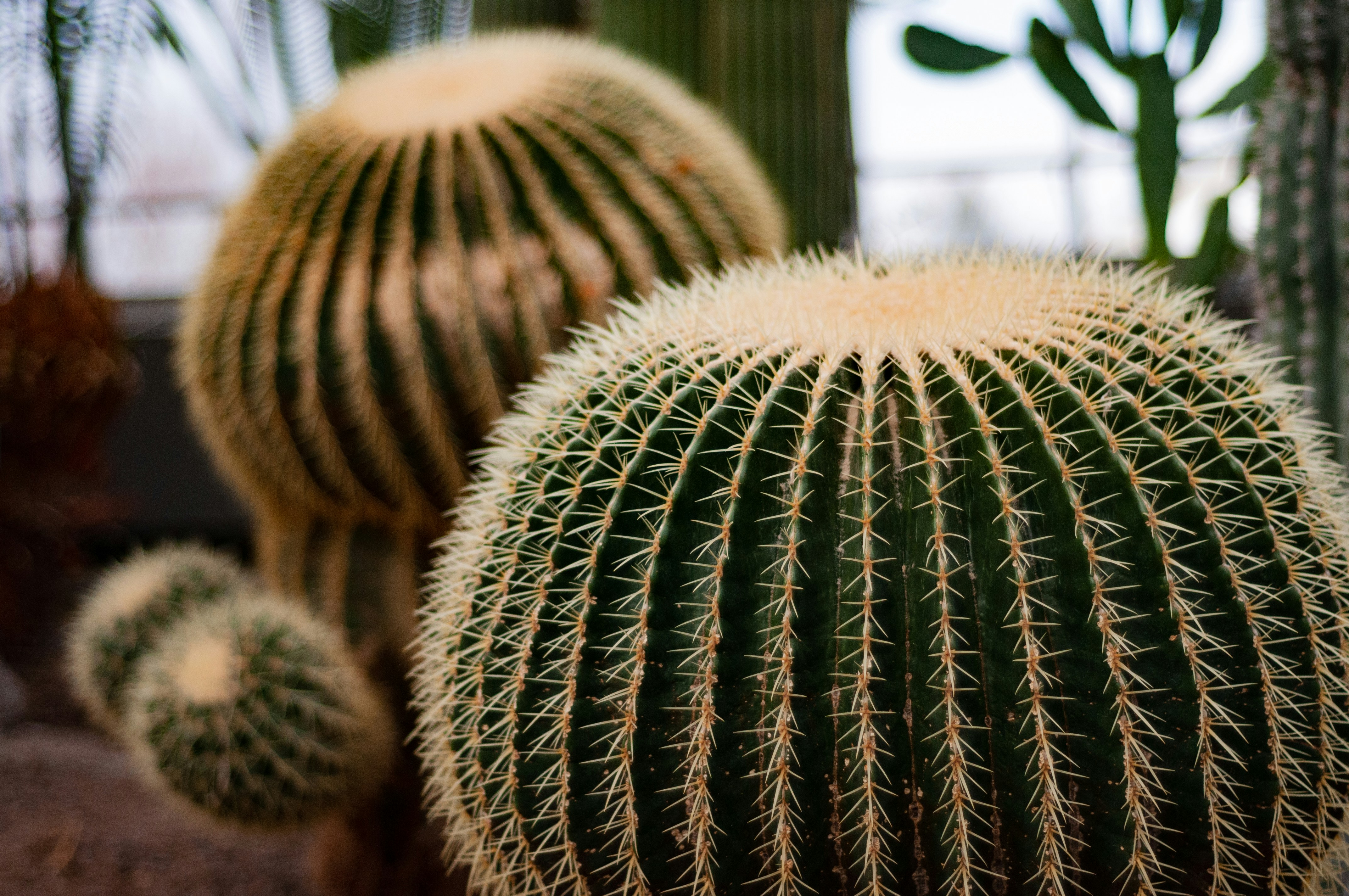 A close up of a cactus plant with other plants in the background photo ...