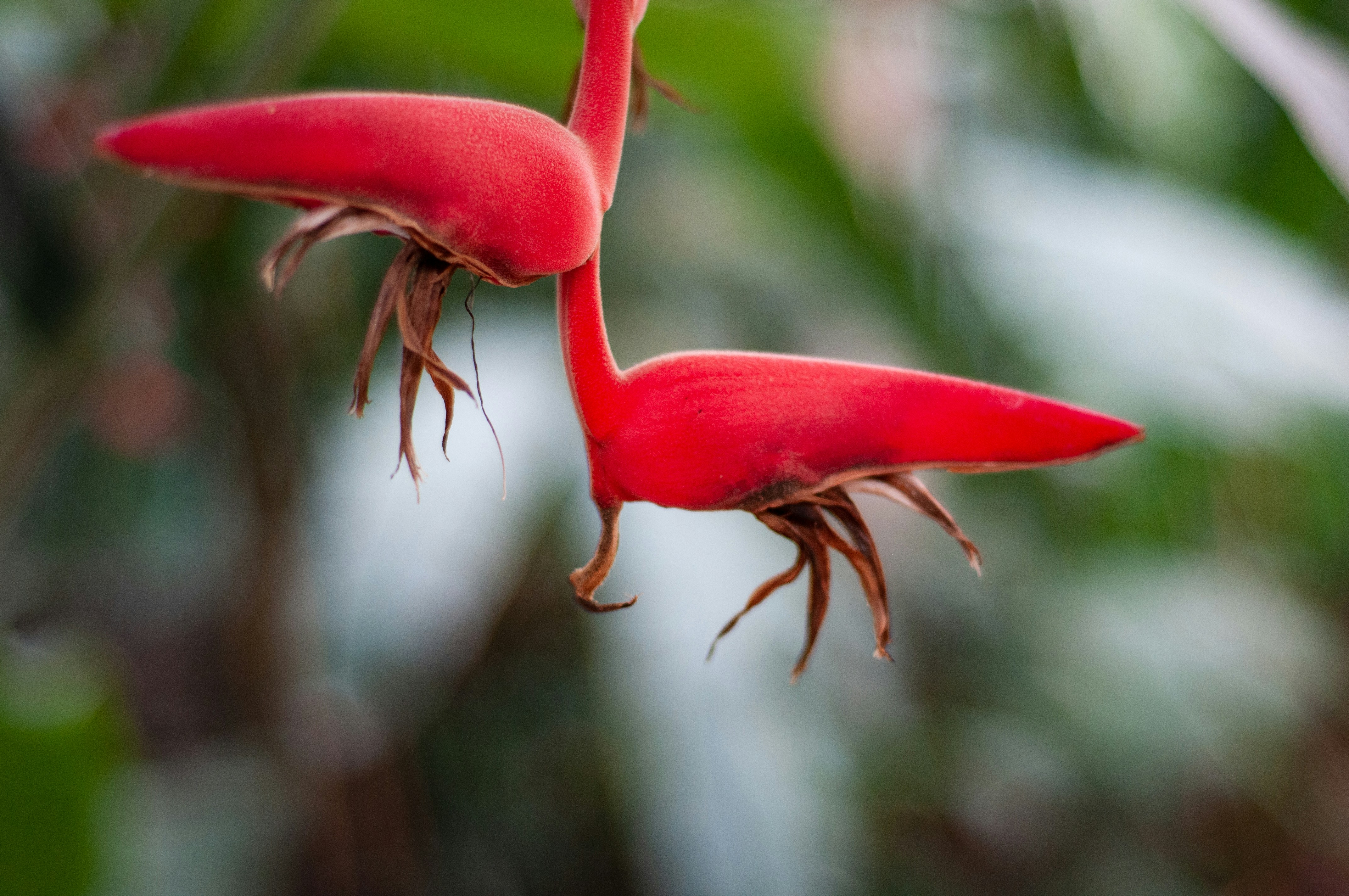 Red Helix of Blooming Spurs